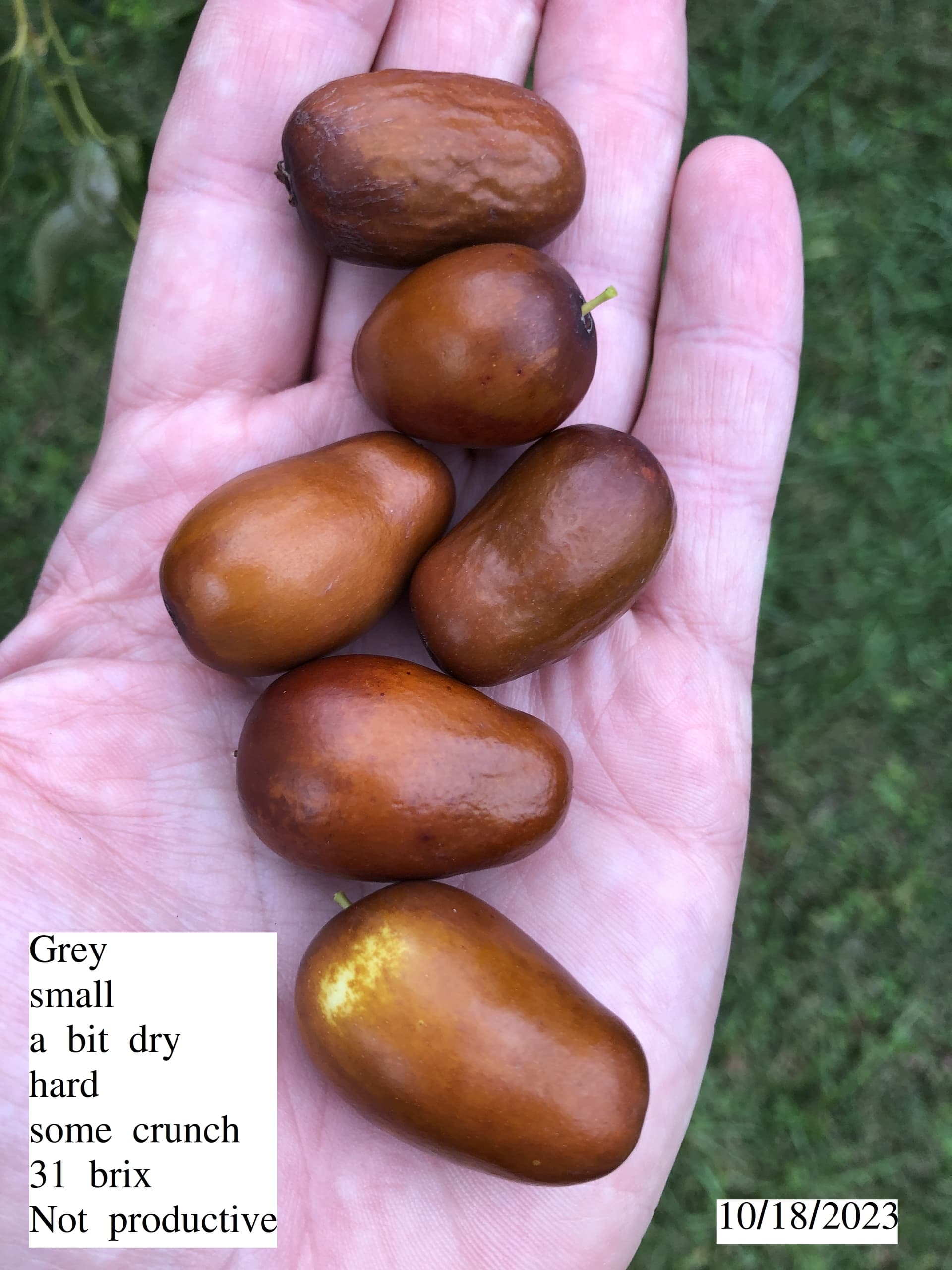 Jujube variety pics - General Fruit Growing - Growing Fruit