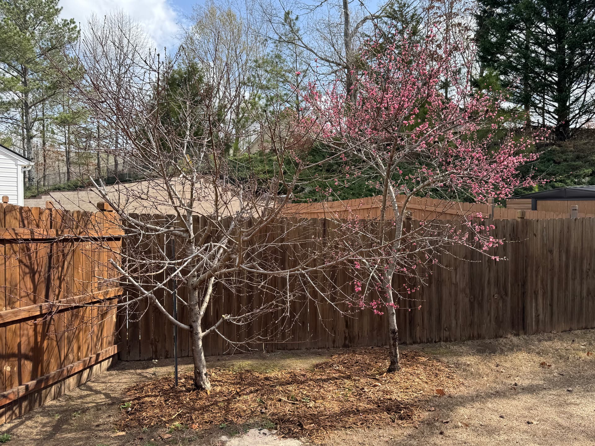 Peach Tree Not Fruiting - General Fruit Growing - Growing Fruit
