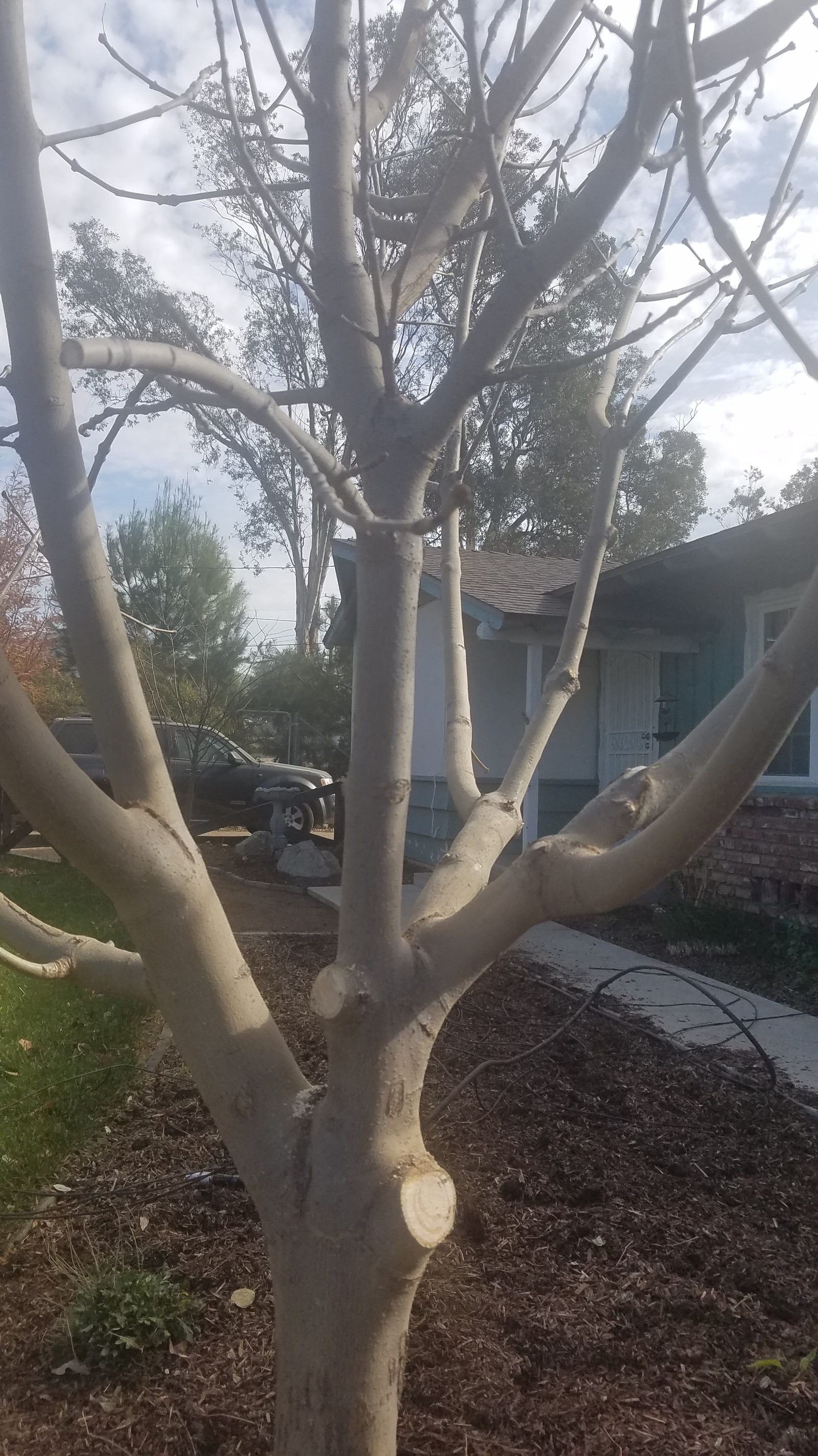 What to do? Autumn Purple Ash Tree - General Gardening - Growing Fruit