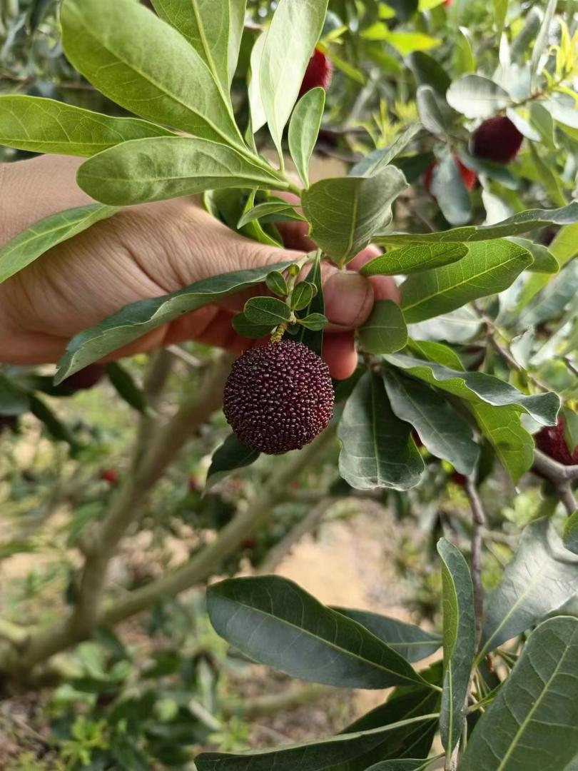 Anyone Grows Chinese Bayberry? - General Fruit Growing - Growing Fruit