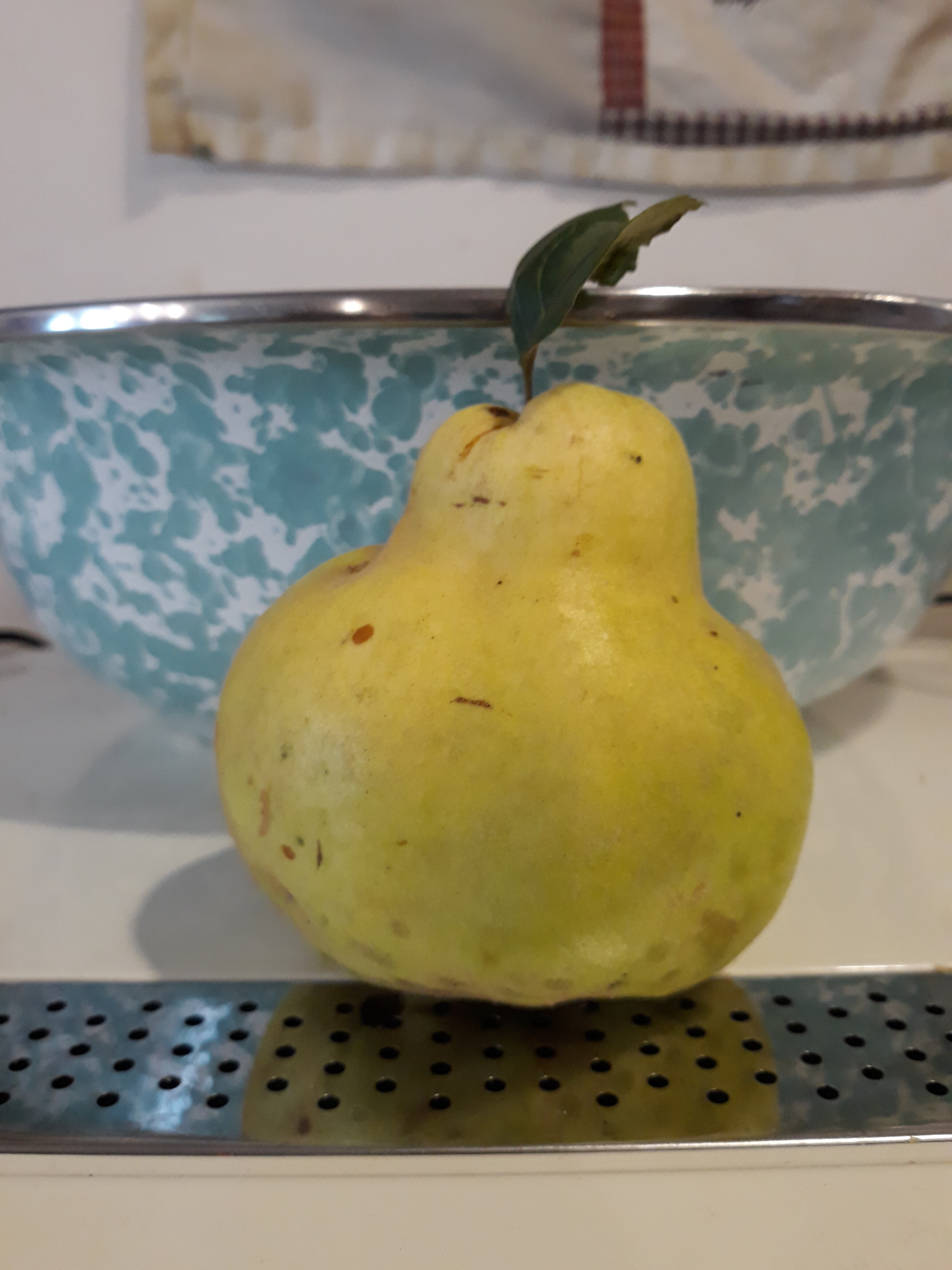 Quince identification help - General Fruit Growing - Growing Fruit
