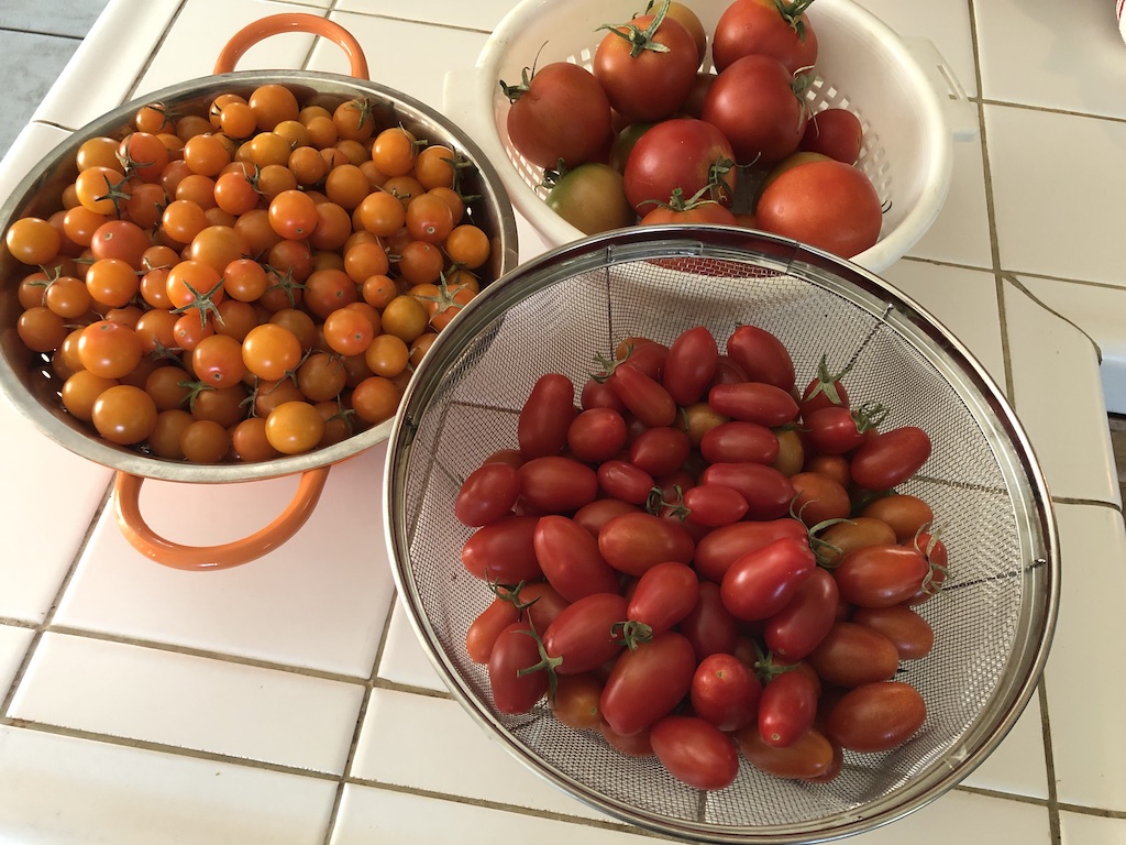 Earthbox Tomatoes 2021 - General Gardening - Growing Fruit