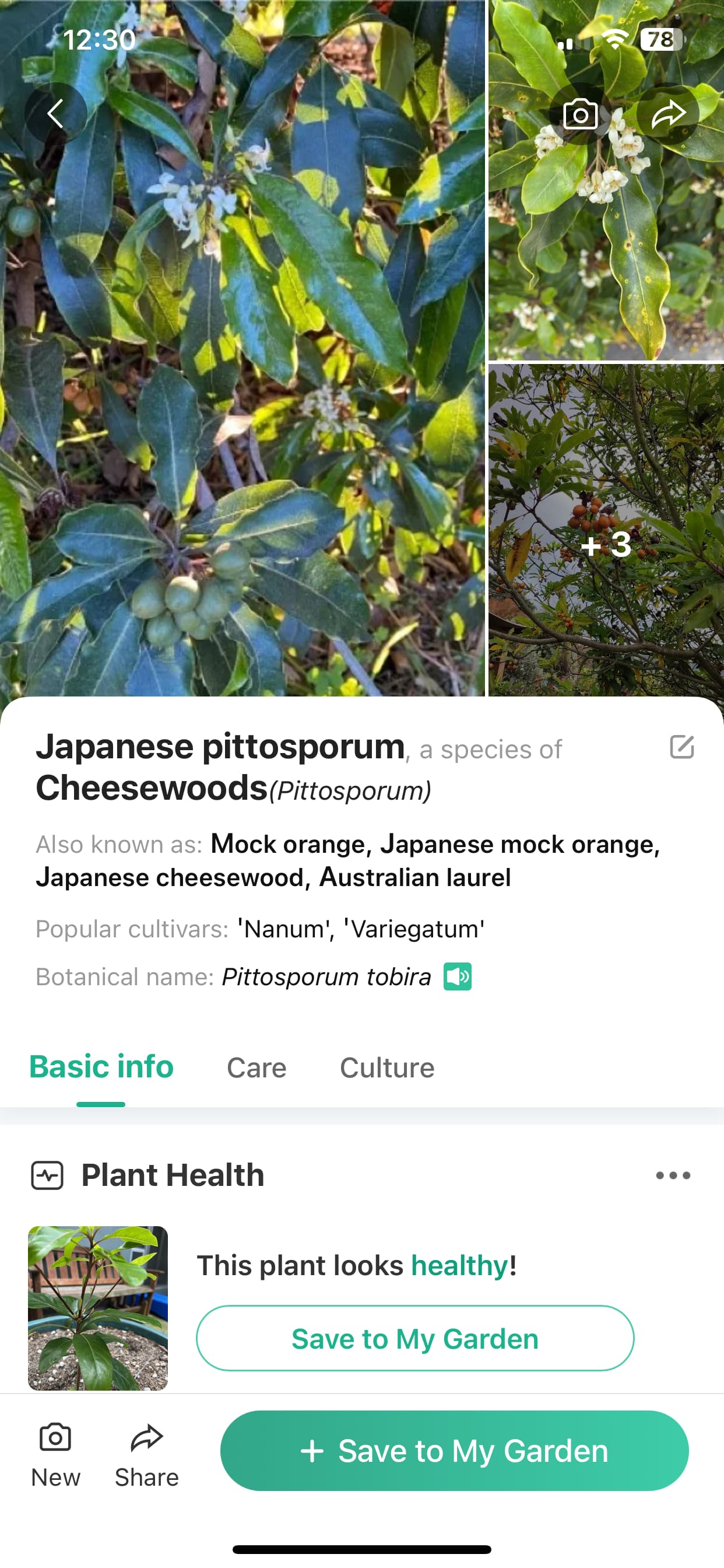 Hello, and please help ID - General Fruit Growing - Growing Fruit
