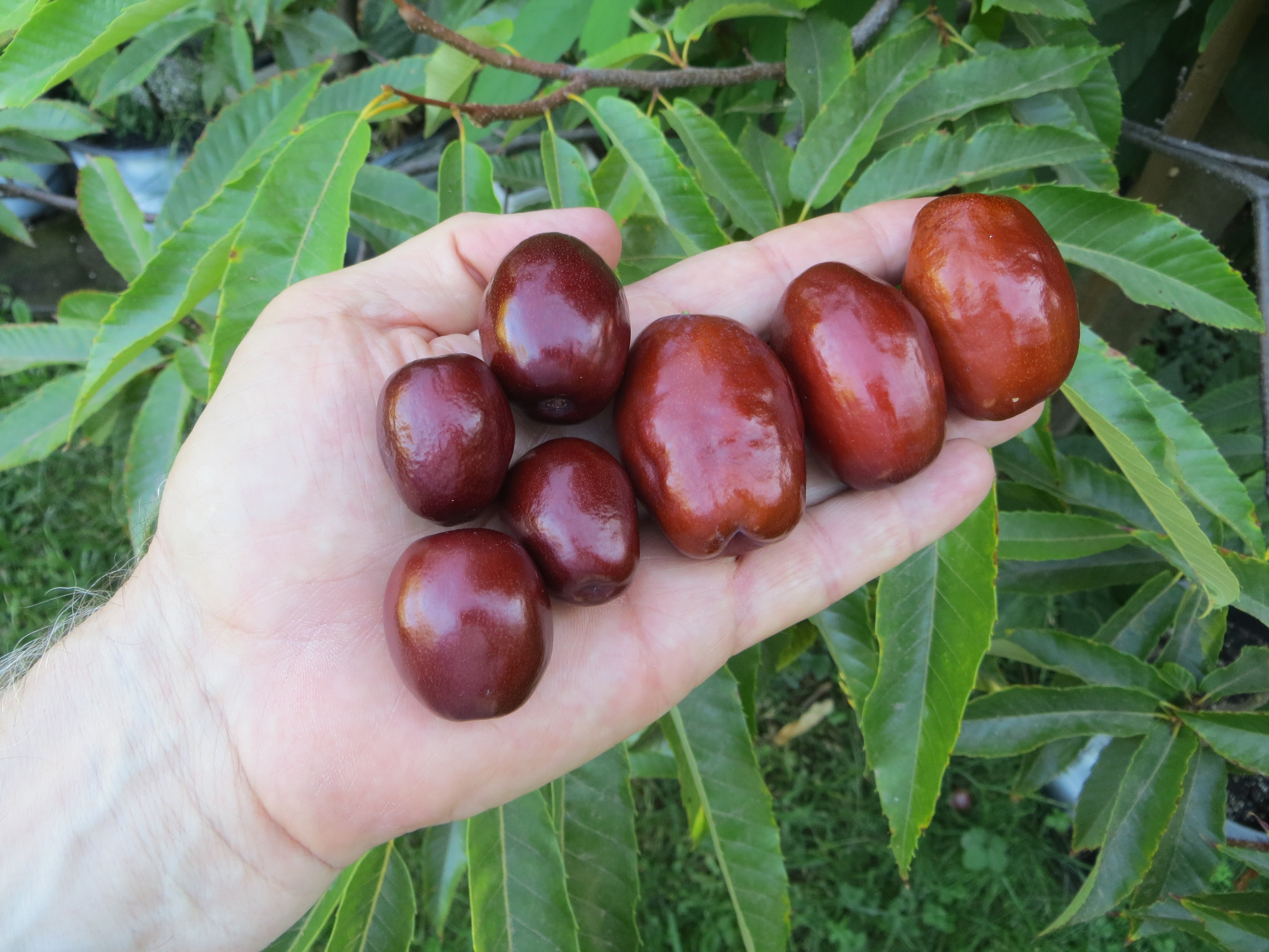 Jin jujube versus Jin jujube - General Fruit Growing - Growing Fruit