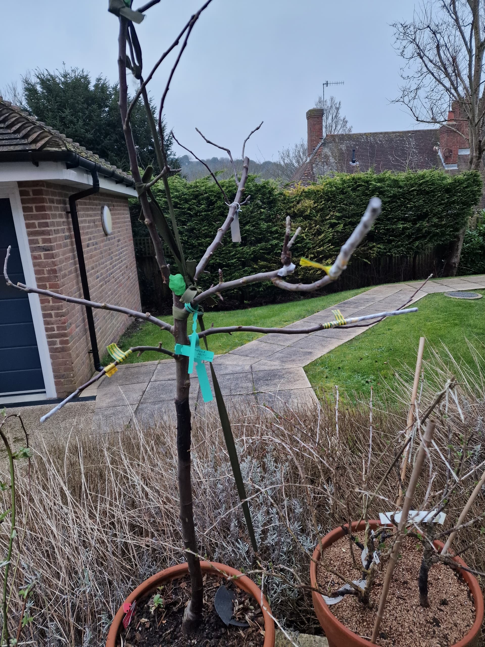 Frankentree (apple) advice - General Fruit Growing - Growing Fruit