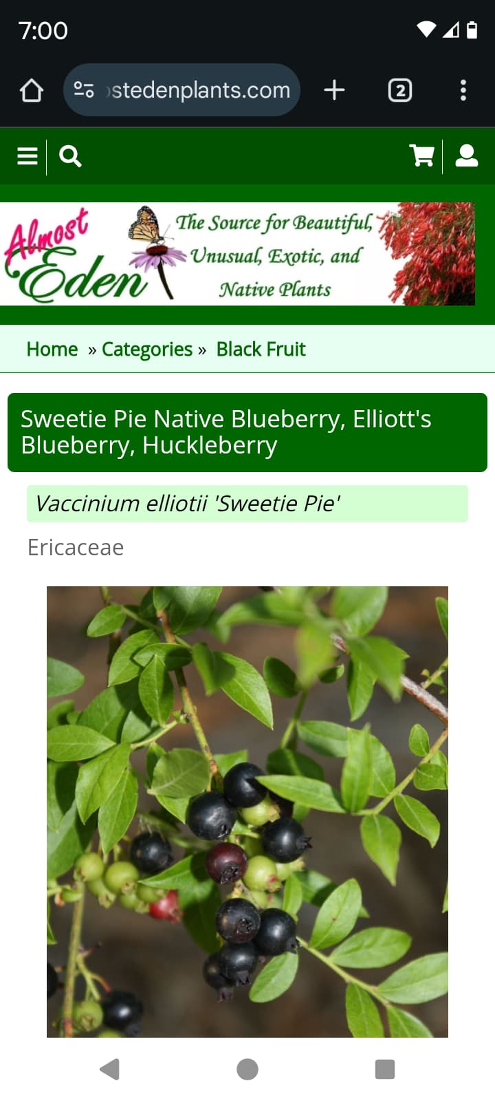 Elliott's Huckleberry Season Has Begun - General Fruit Growing ...