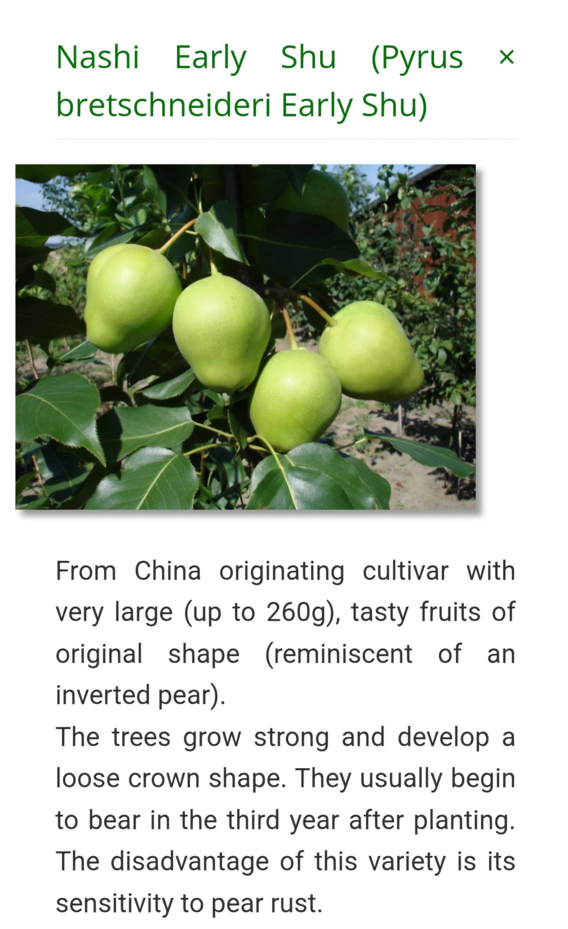 Early Shu - General Fruit Growing - Growing Fruit