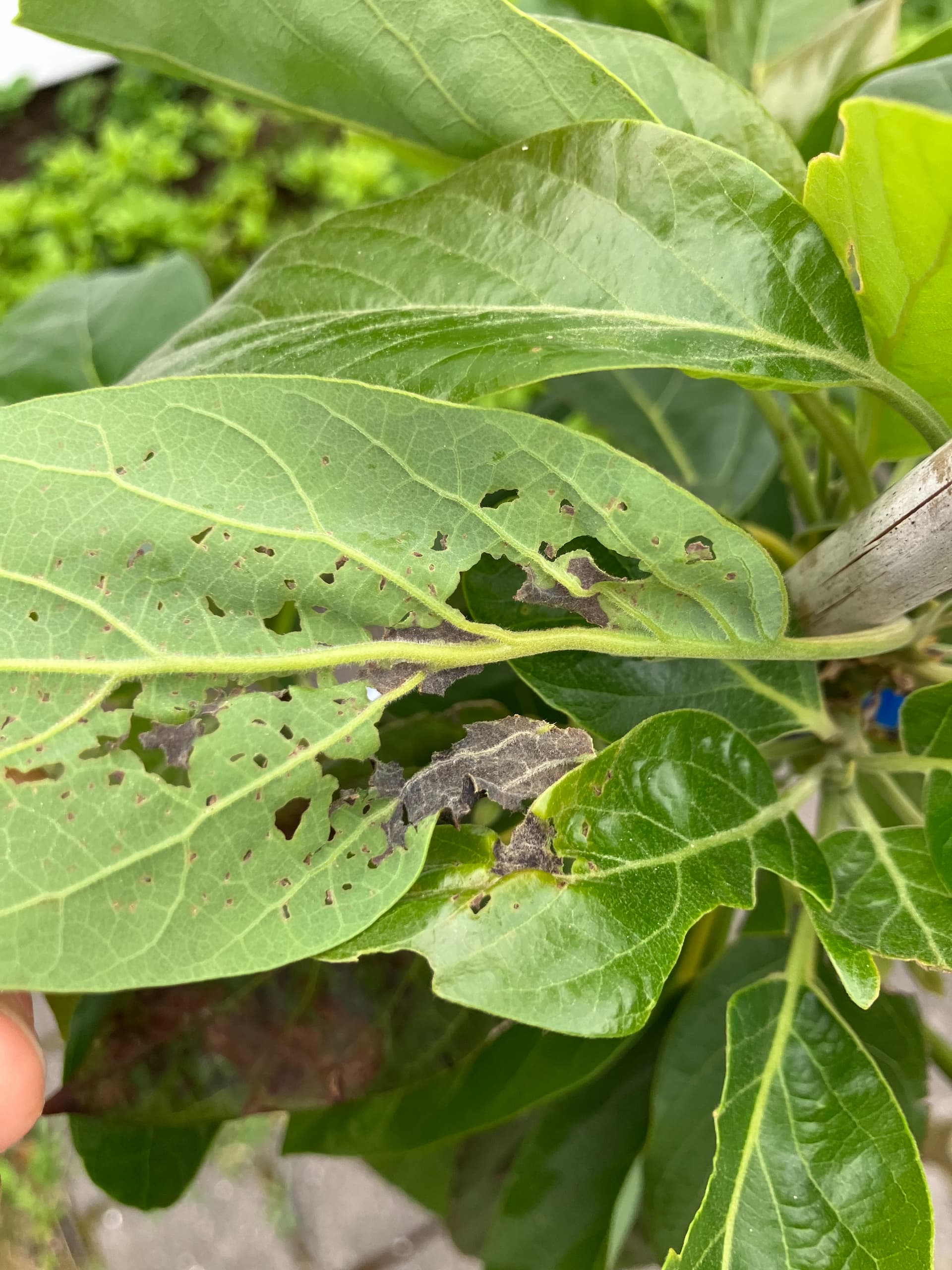 General insect/disease/etc identification and remediation thread 2024 ...