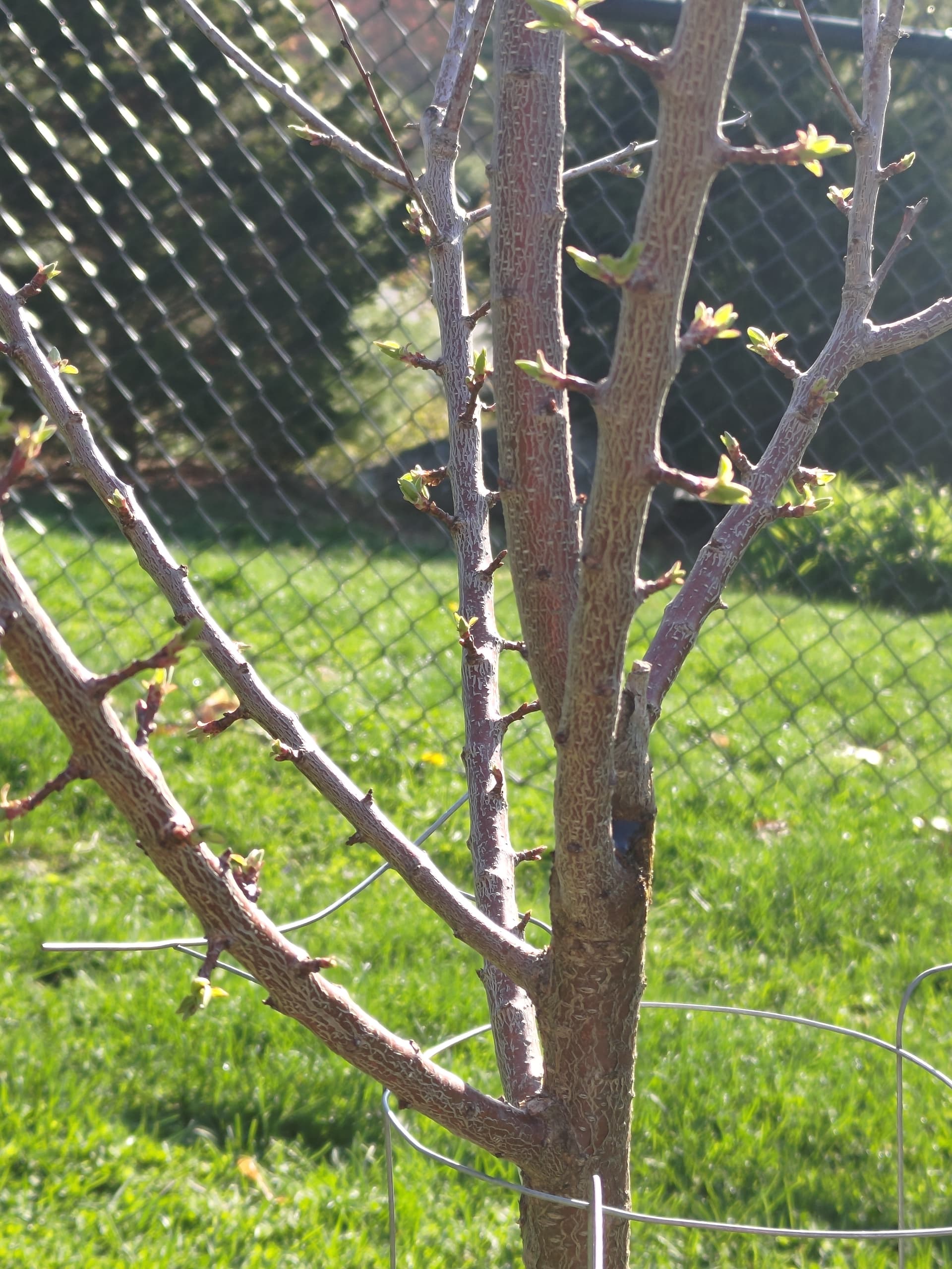 Pruning apricots - General Fruit Growing - Growing Fruit