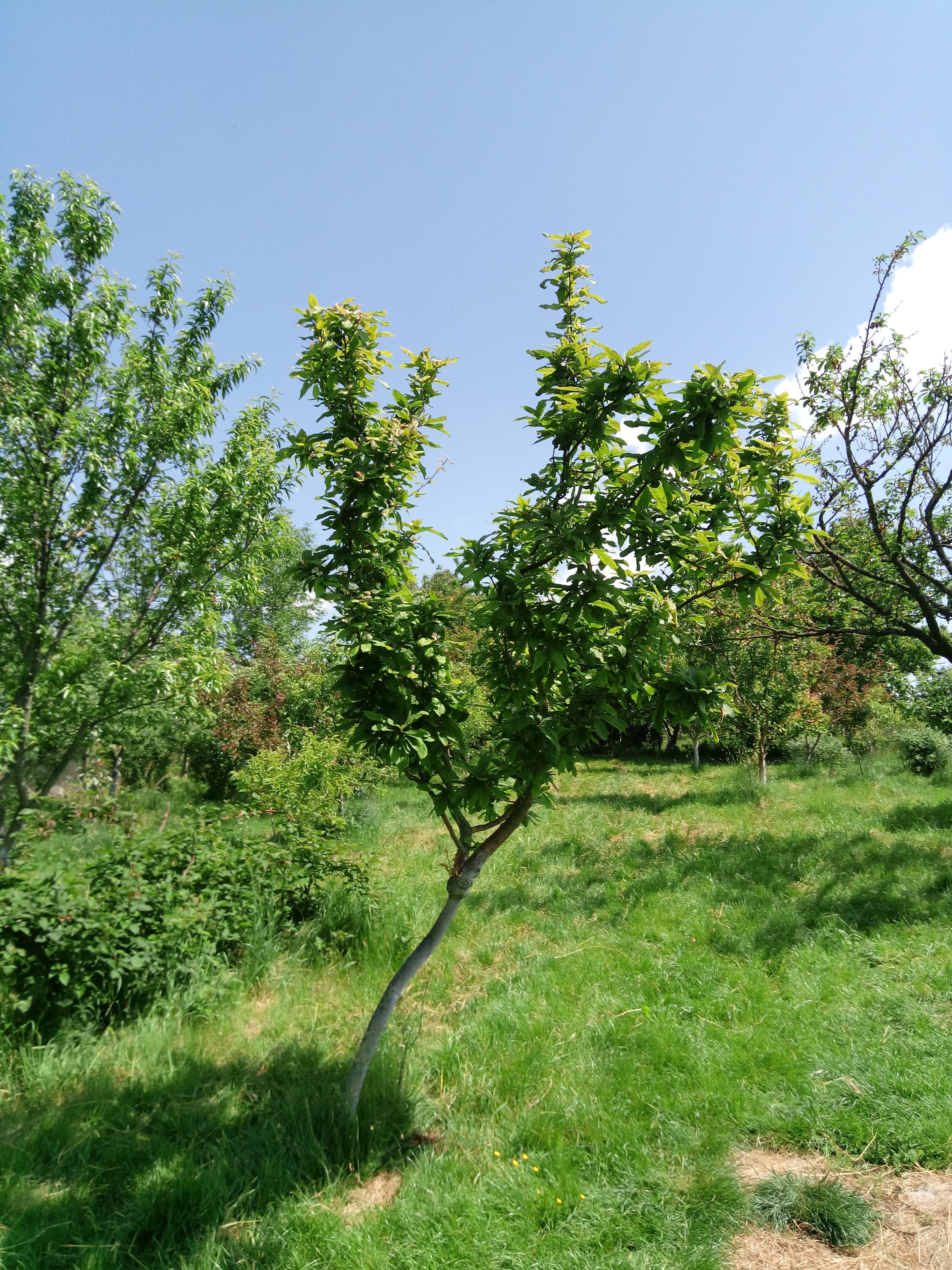 Medlars - fresh fruit in winter - Page 7 - General Fruit Growing ...