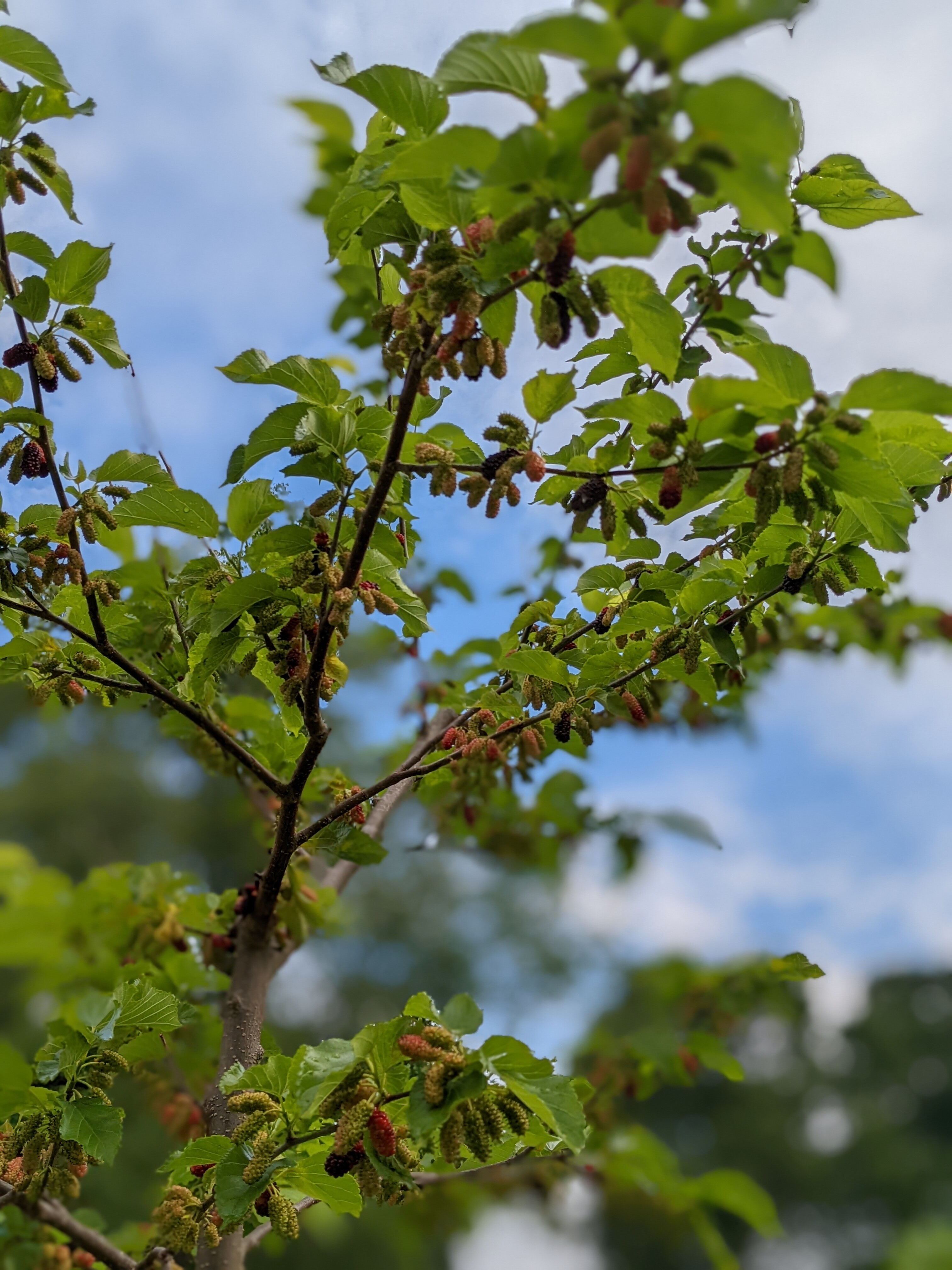 Be slow to judge your fruit tree - General Fruit Growing - Growing Fruit