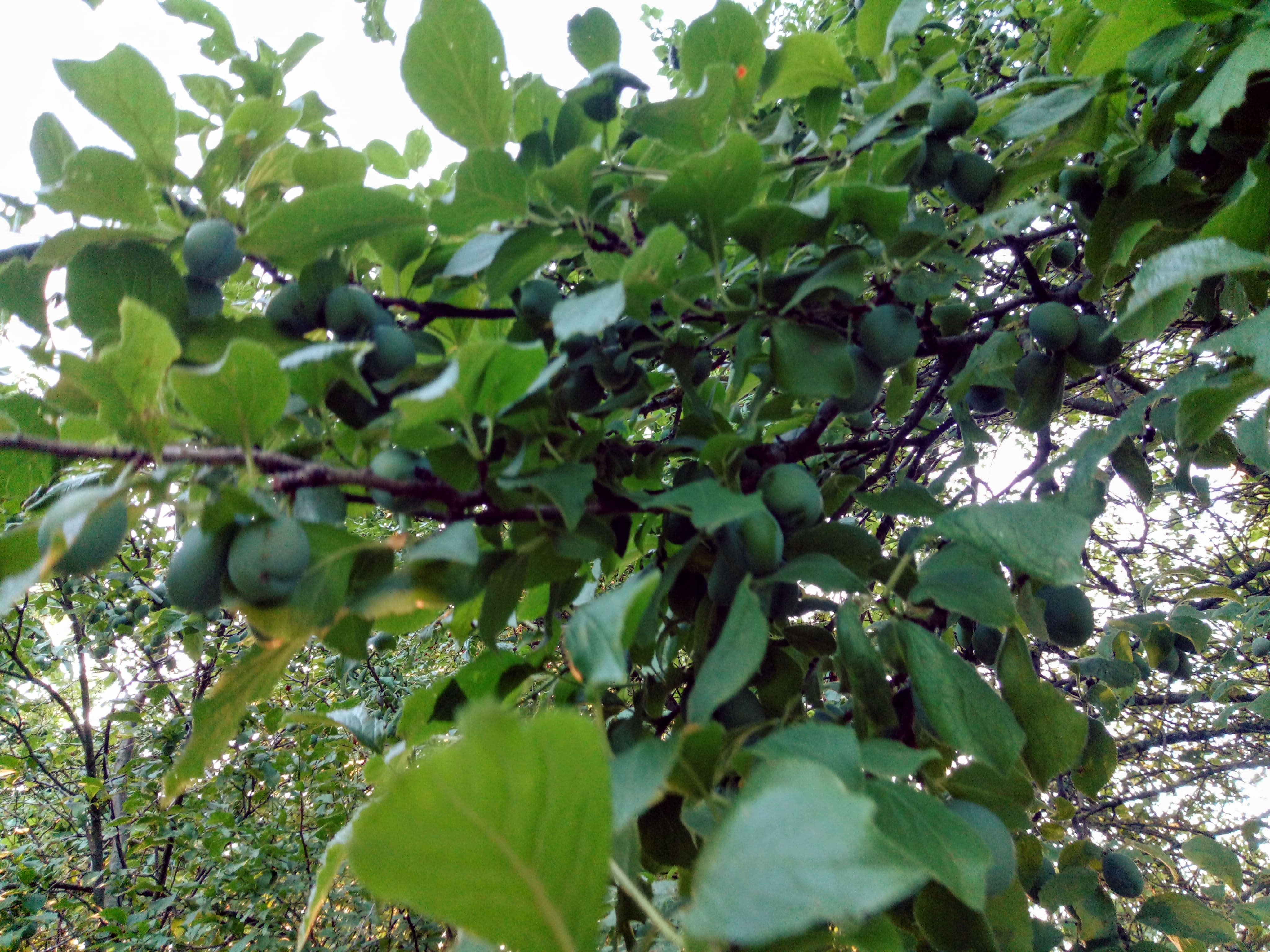 Plum pox or bud mutation? - General Fruit Growing - Growing Fruit