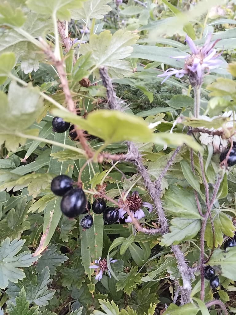 Found wild trailing black currants! - General Fruit Growing - Growing Fruit