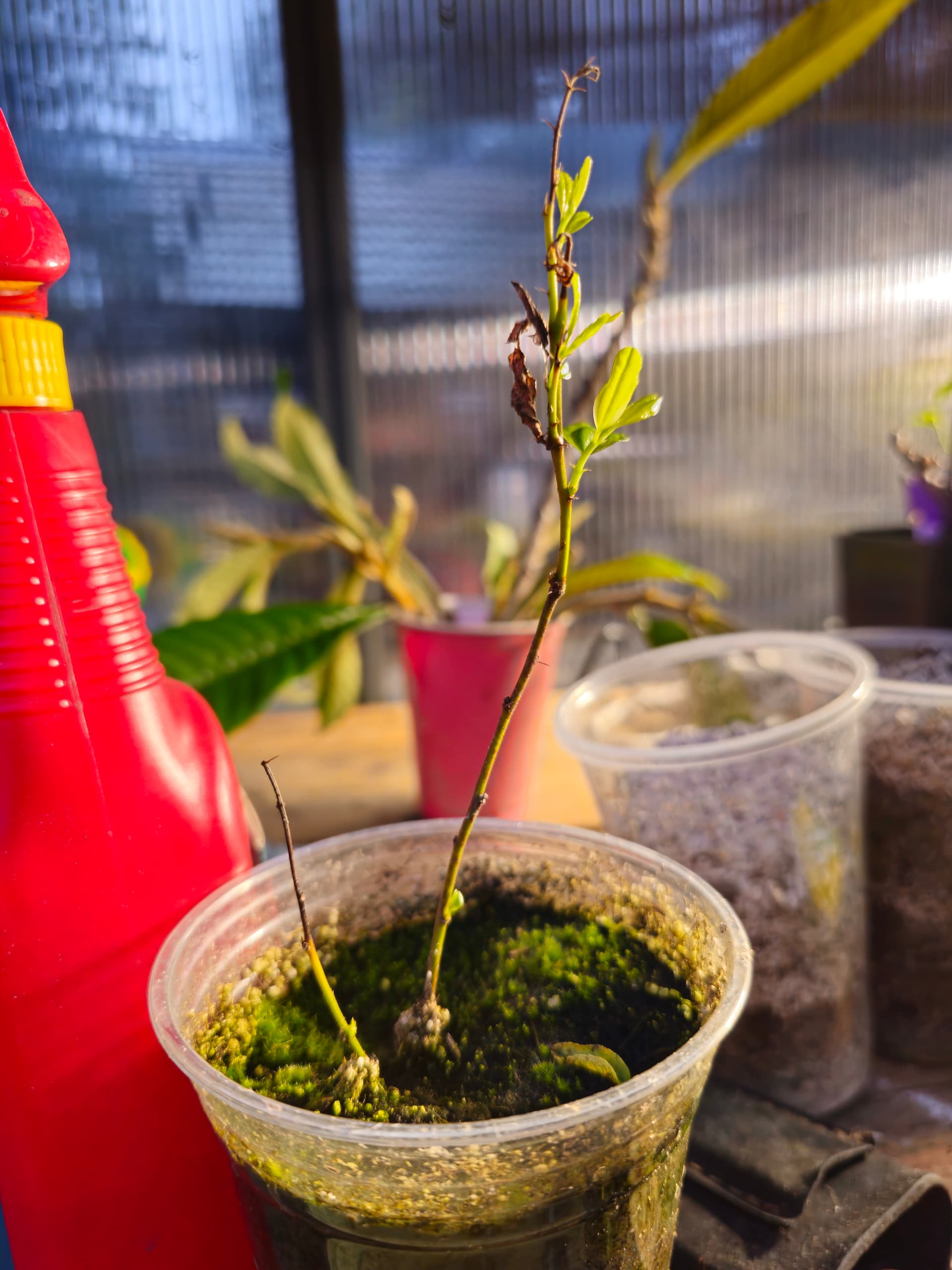 Rooting fig cuttings - Page 15 - General Fruit Growing - Growing Fruit