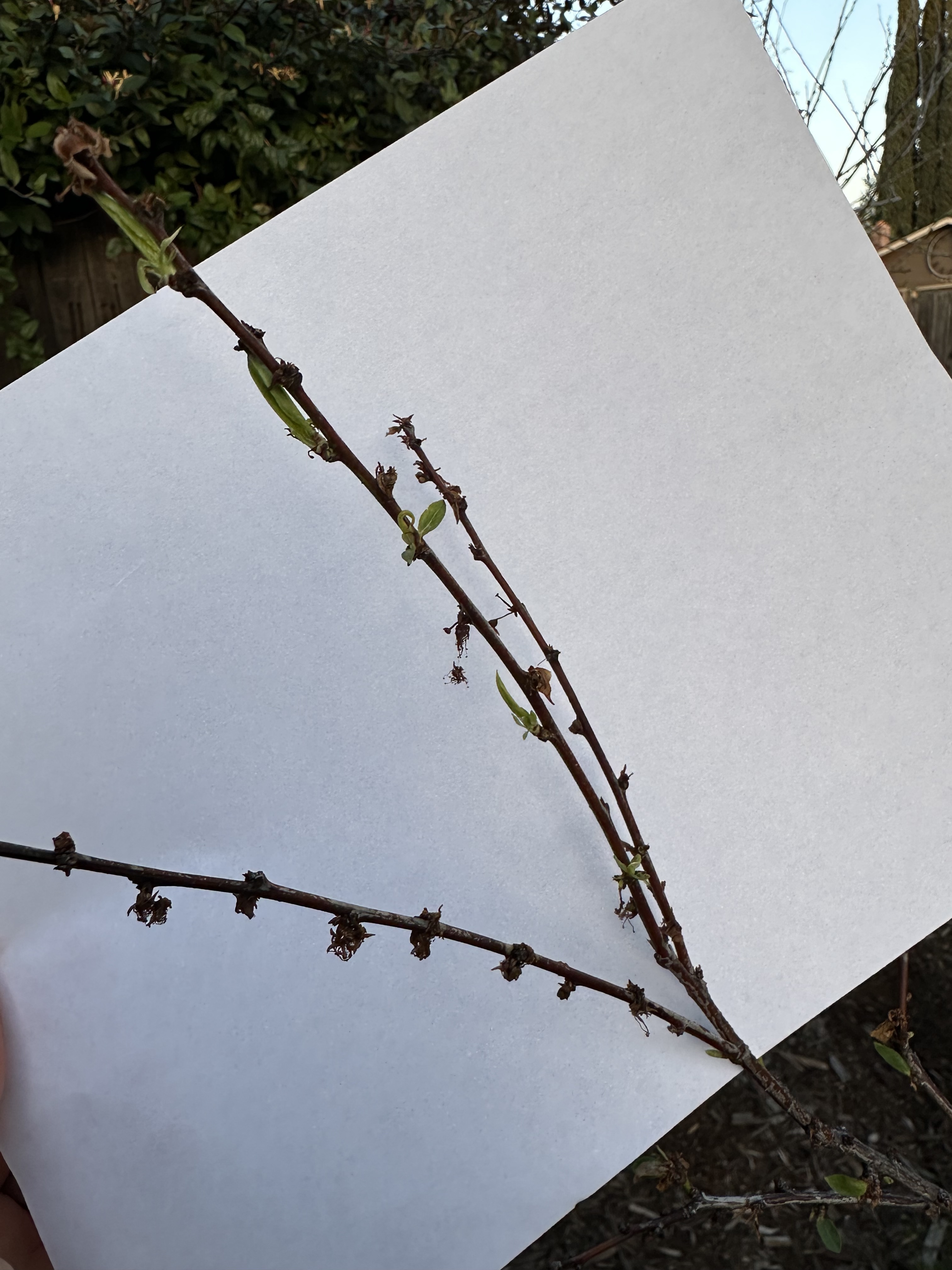 Sweet Treat Pluerry Disease (2nd time, new tree) - General Fruit ...