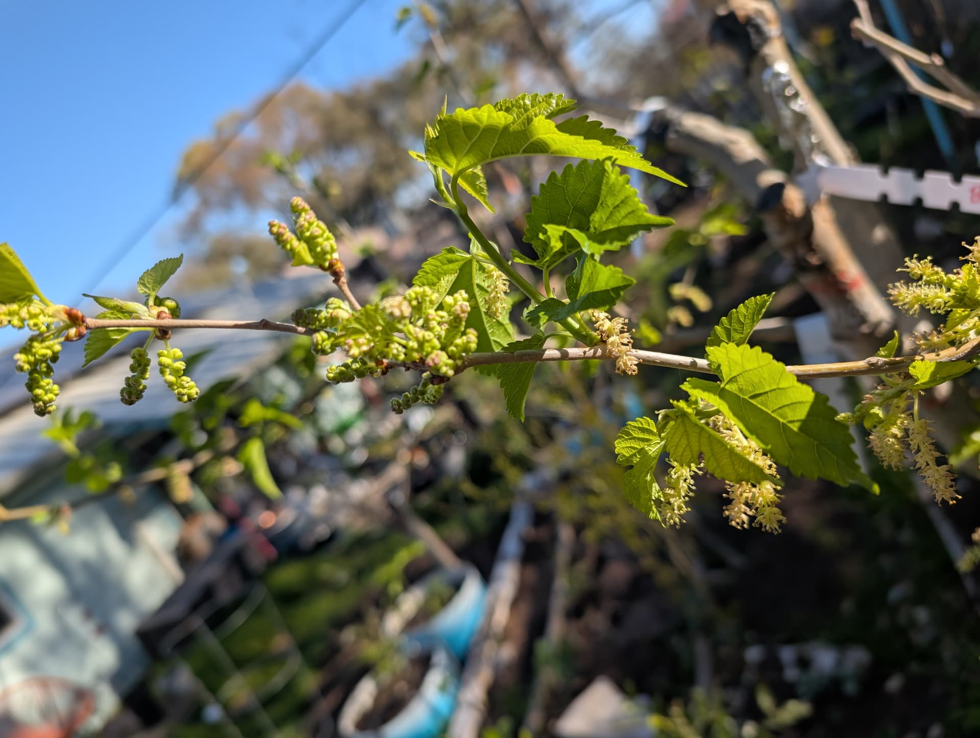 Grafted mulberry scions: male flowers only? - General Fruit Growing ...