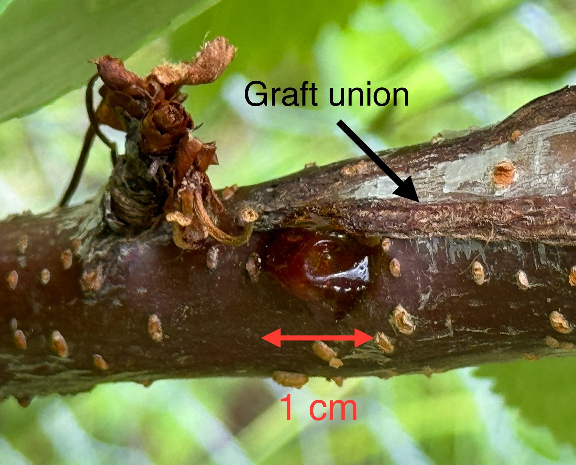Cherry Tree with Gummosis, What should I do? - General Fruit Growing ...