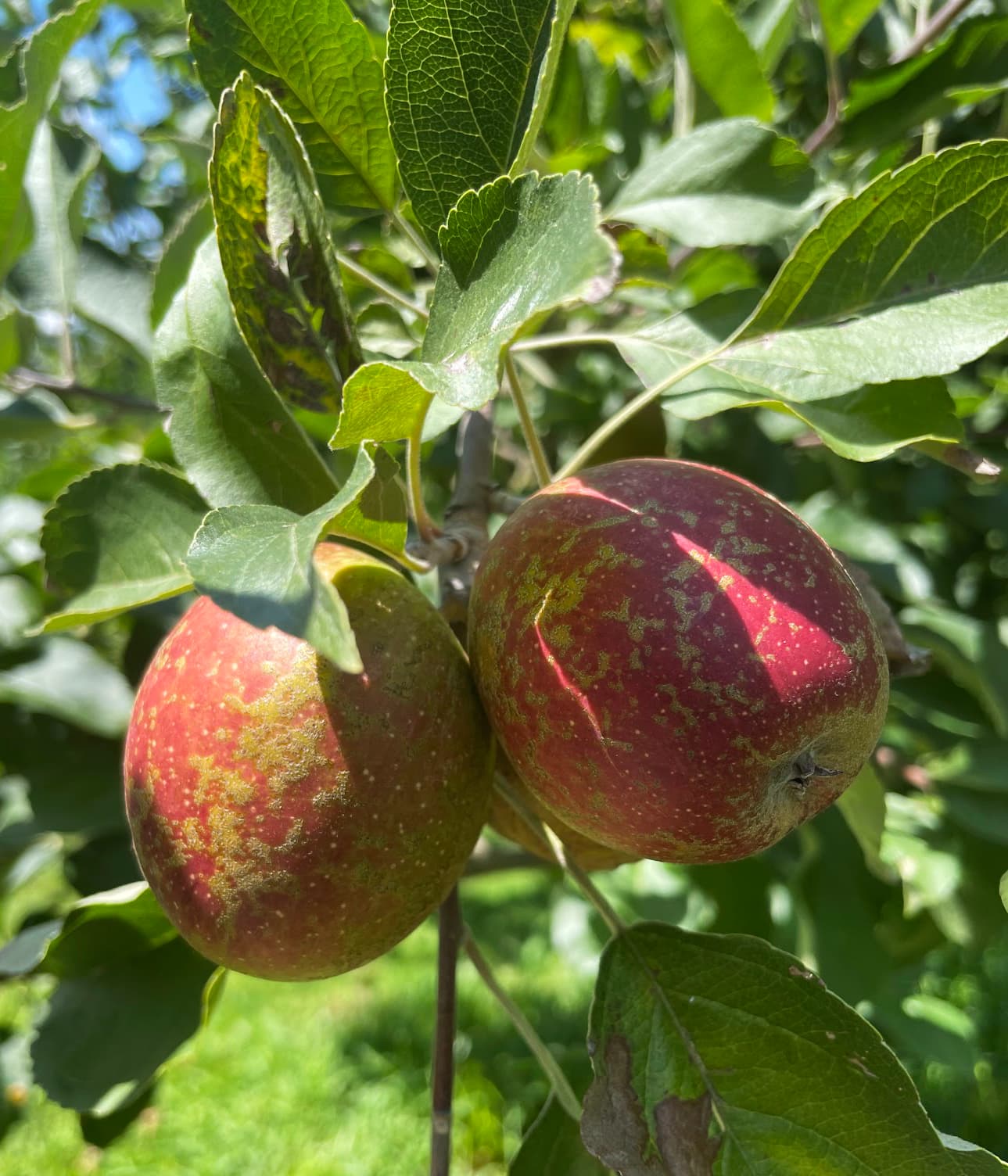 Freindaise Apple - General Fruit Growing - Growing Fruit