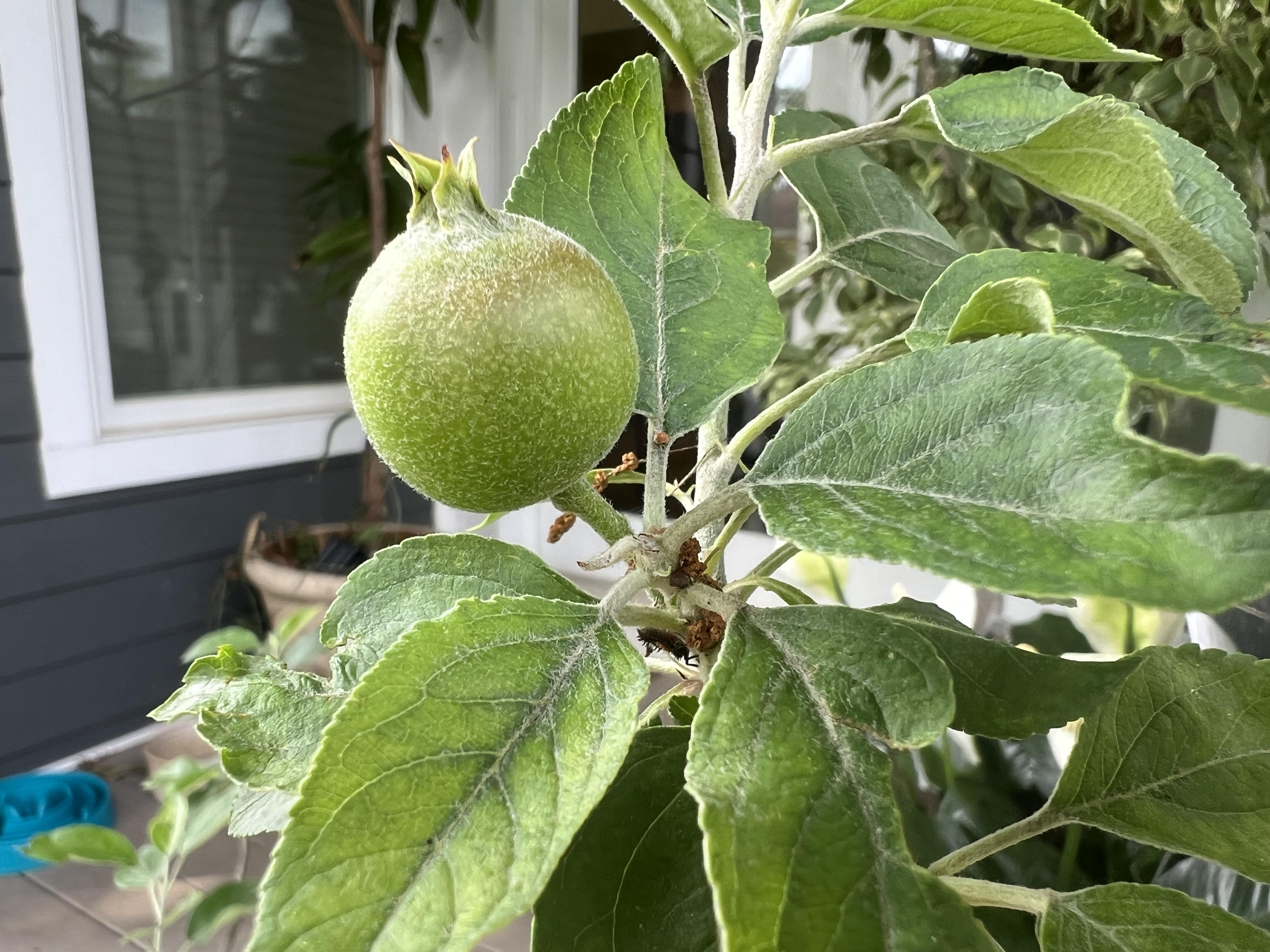 Bench grafting, mini trees - General Fruit Growing - Growing Fruit