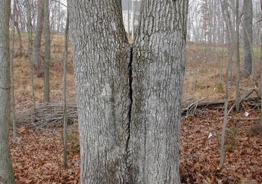 Split Persimmon trunk - General Fruit Growing - Growing Fruit