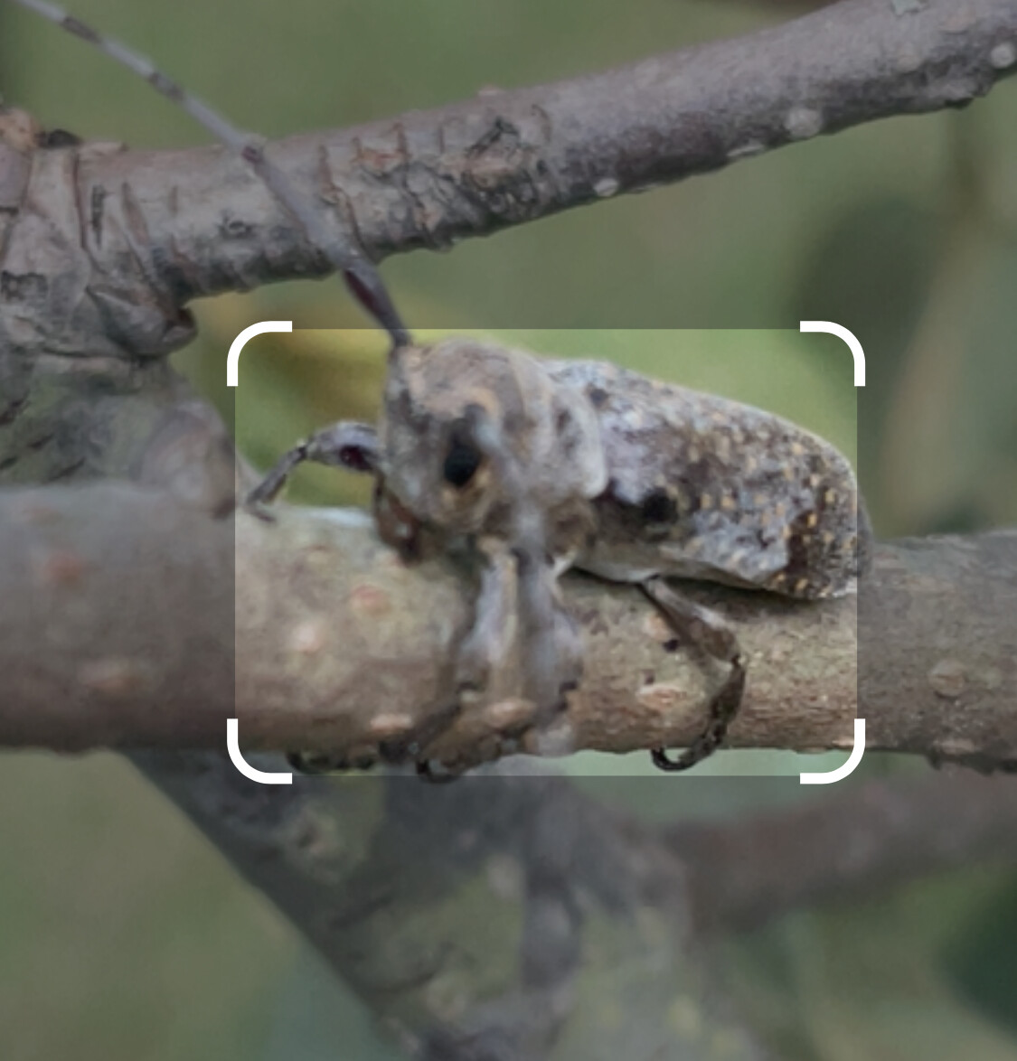 Persimmon Pest - General Fruit Growing - Growing Fruit