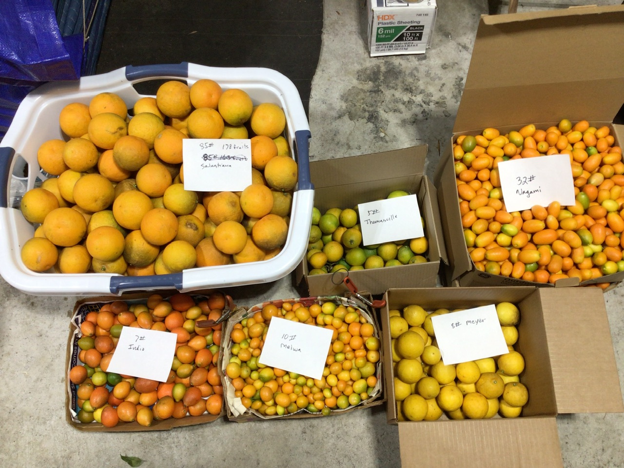 Show off your homegrown Citrus fruits - Page 6 - Pictures! - Growing Fruit