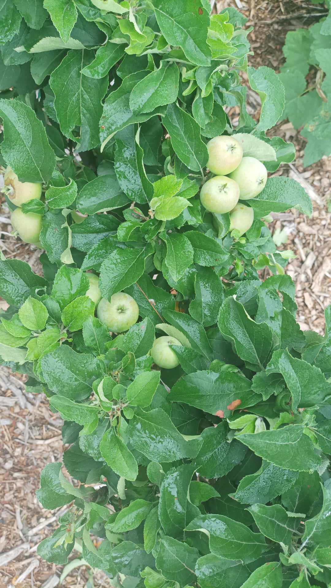 Espalier Apple Experiment - General Fruit Growing - Growing Fruit