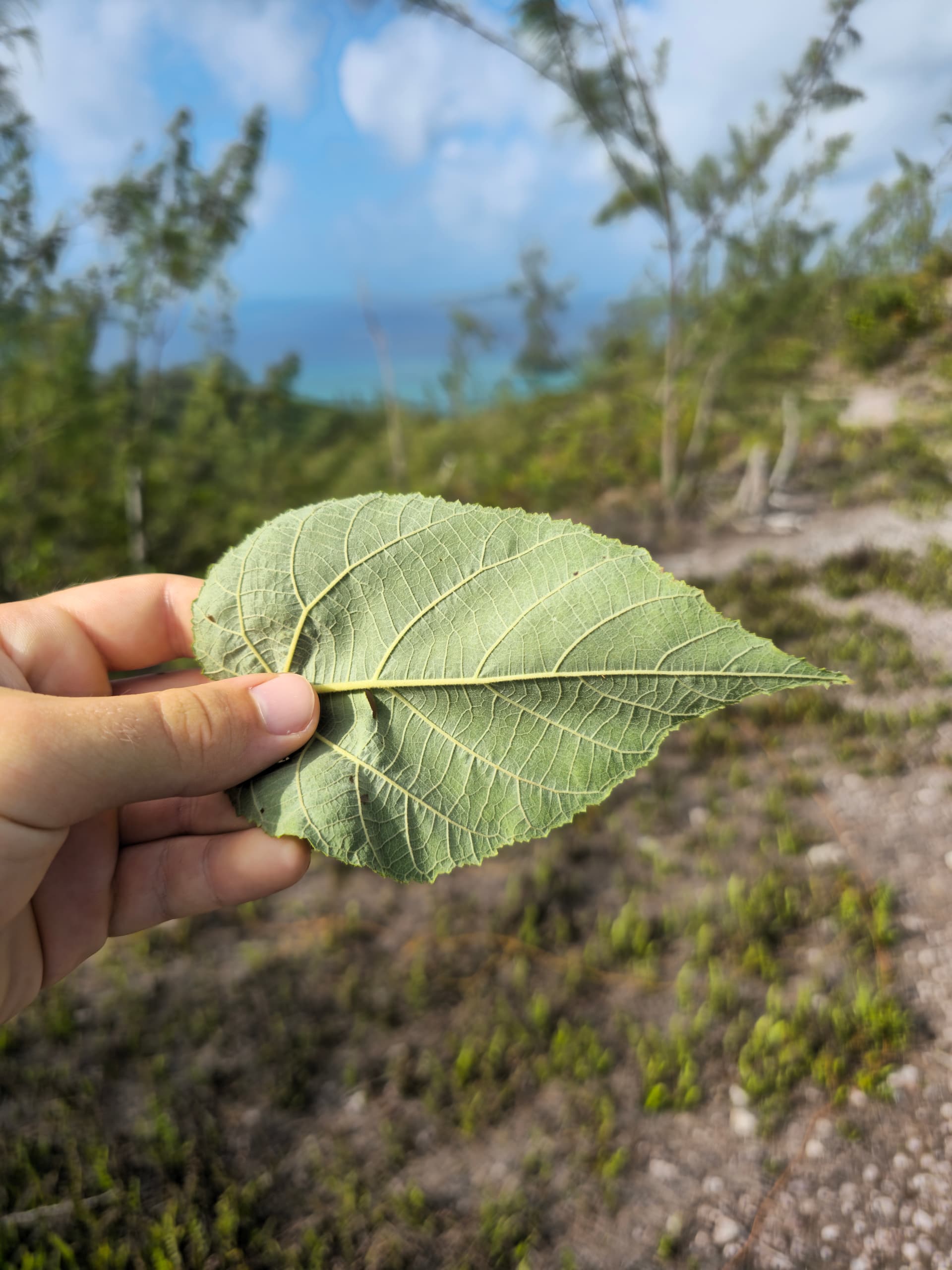 Possible Mulberry? - General Fruit Growing - Growing Fruit
