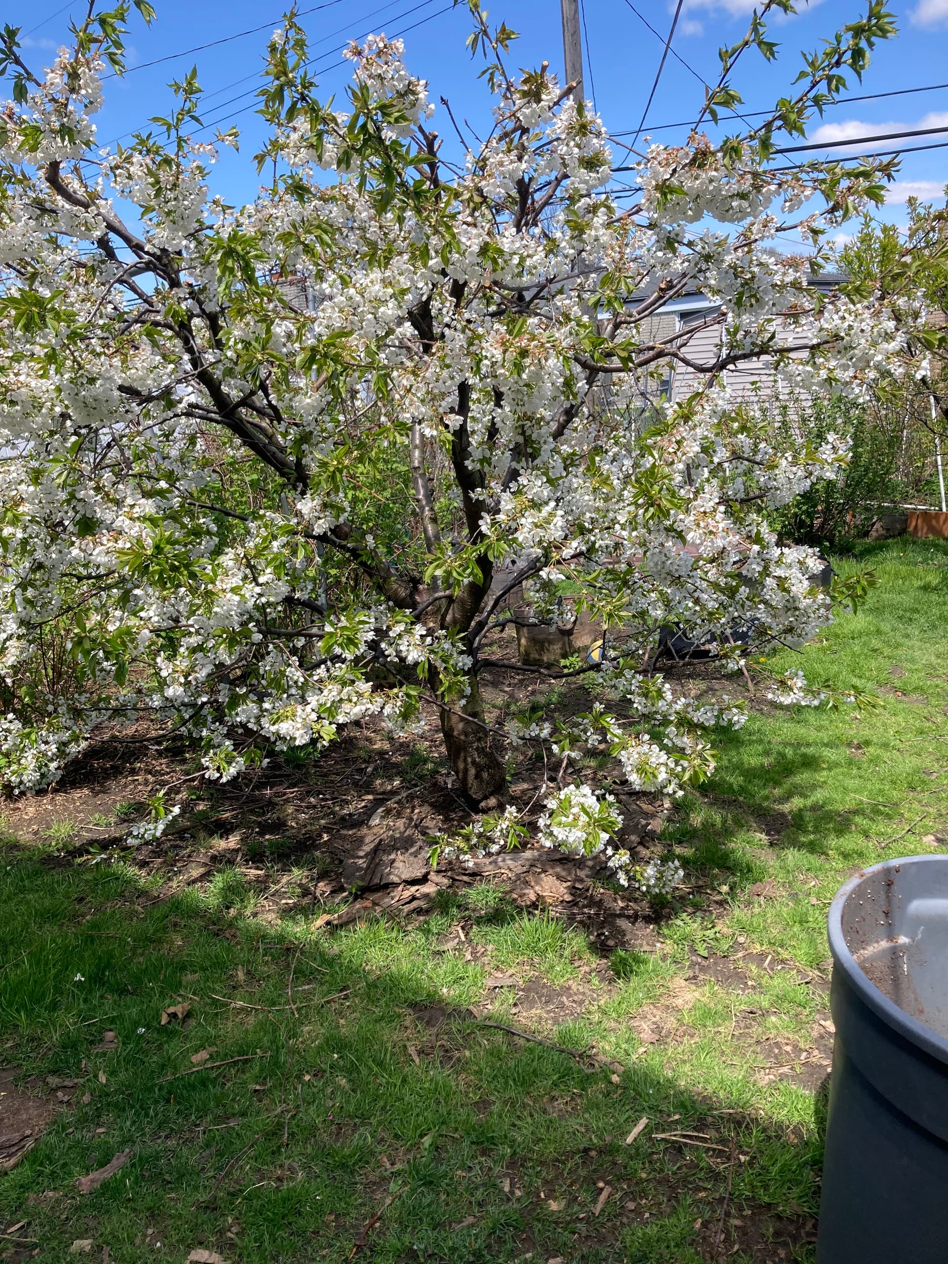 How Far Up To Your Bottom Scaffold? - General Fruit Growing - Growing Fruit