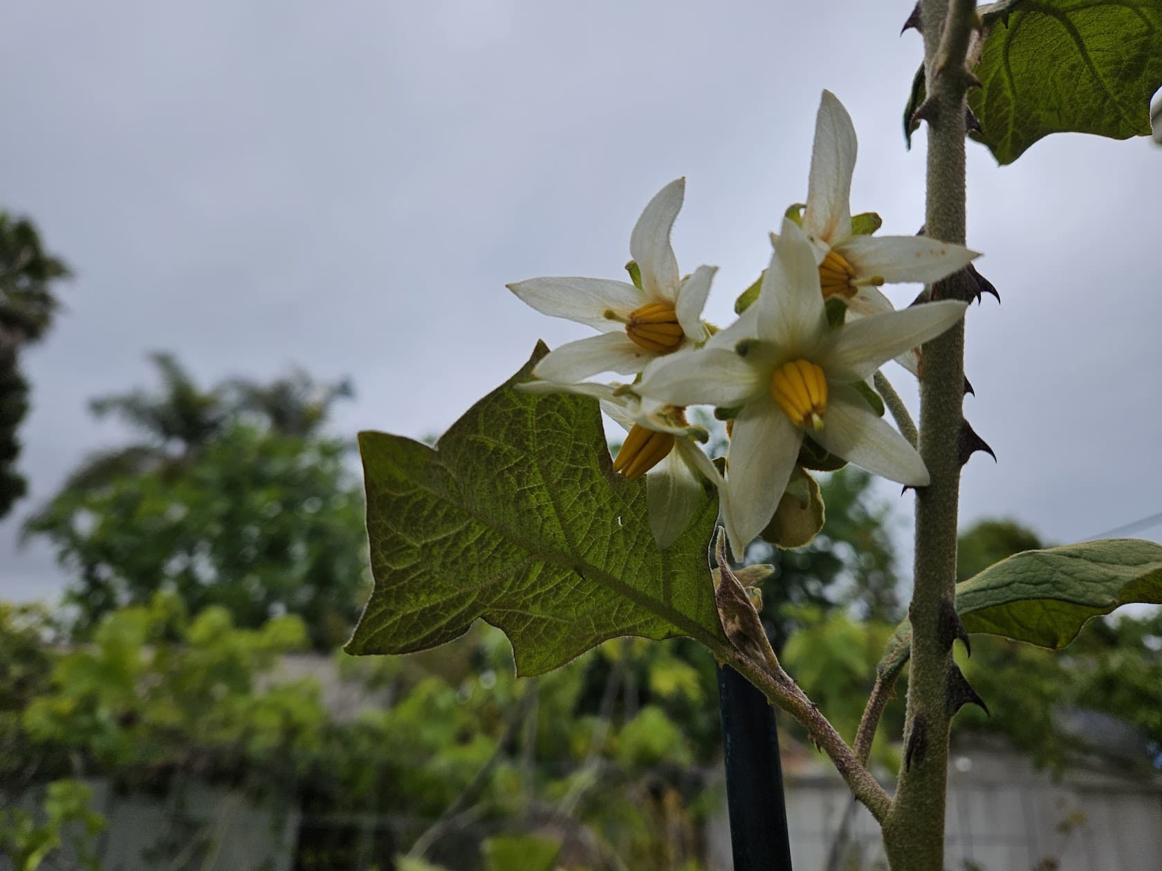Anyone growing Brazilian Sunberry (Solanum Oocarpum)? Wondering how to ...