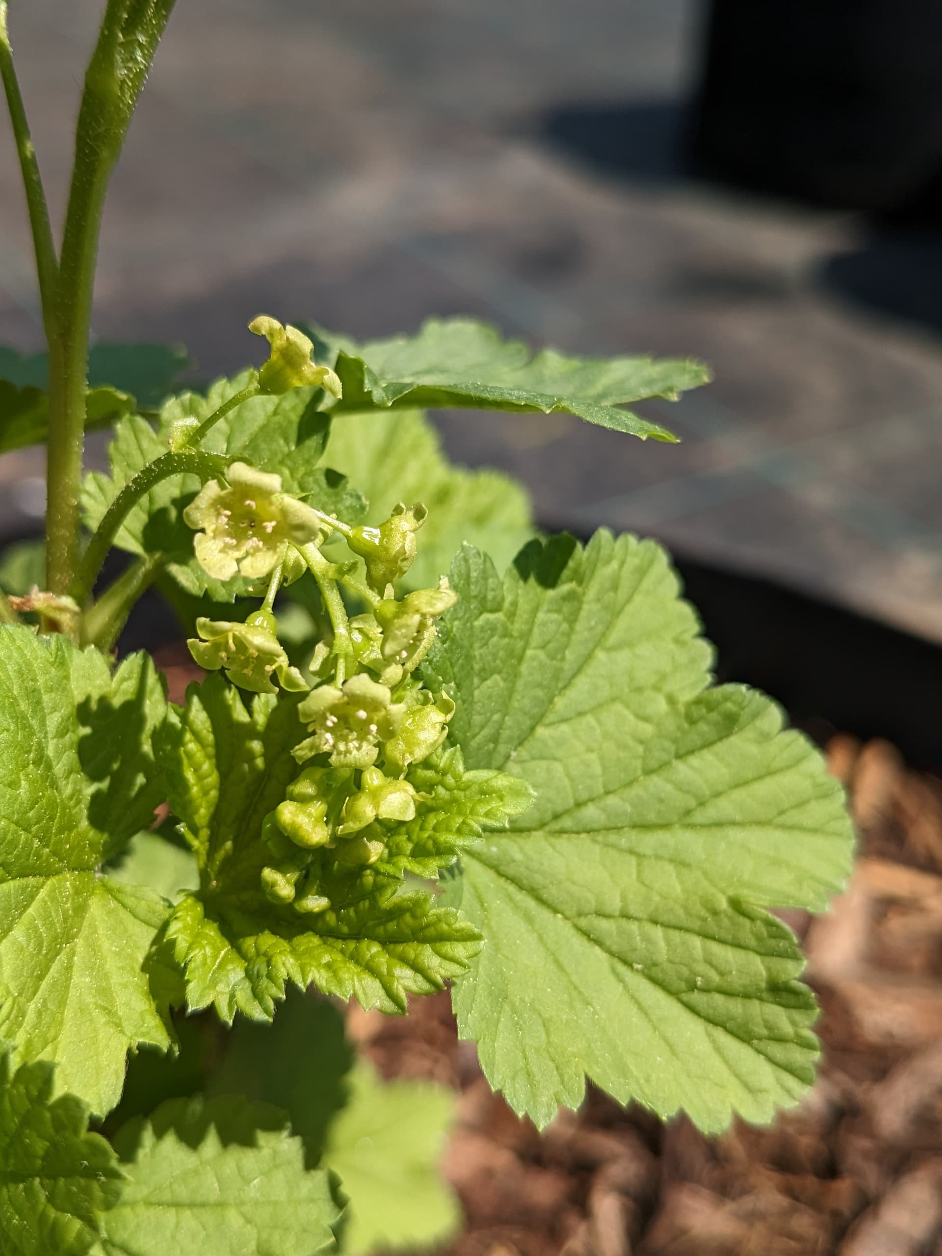 Best tasting black currant varieties - Page 2 - General Fruit Growing ...