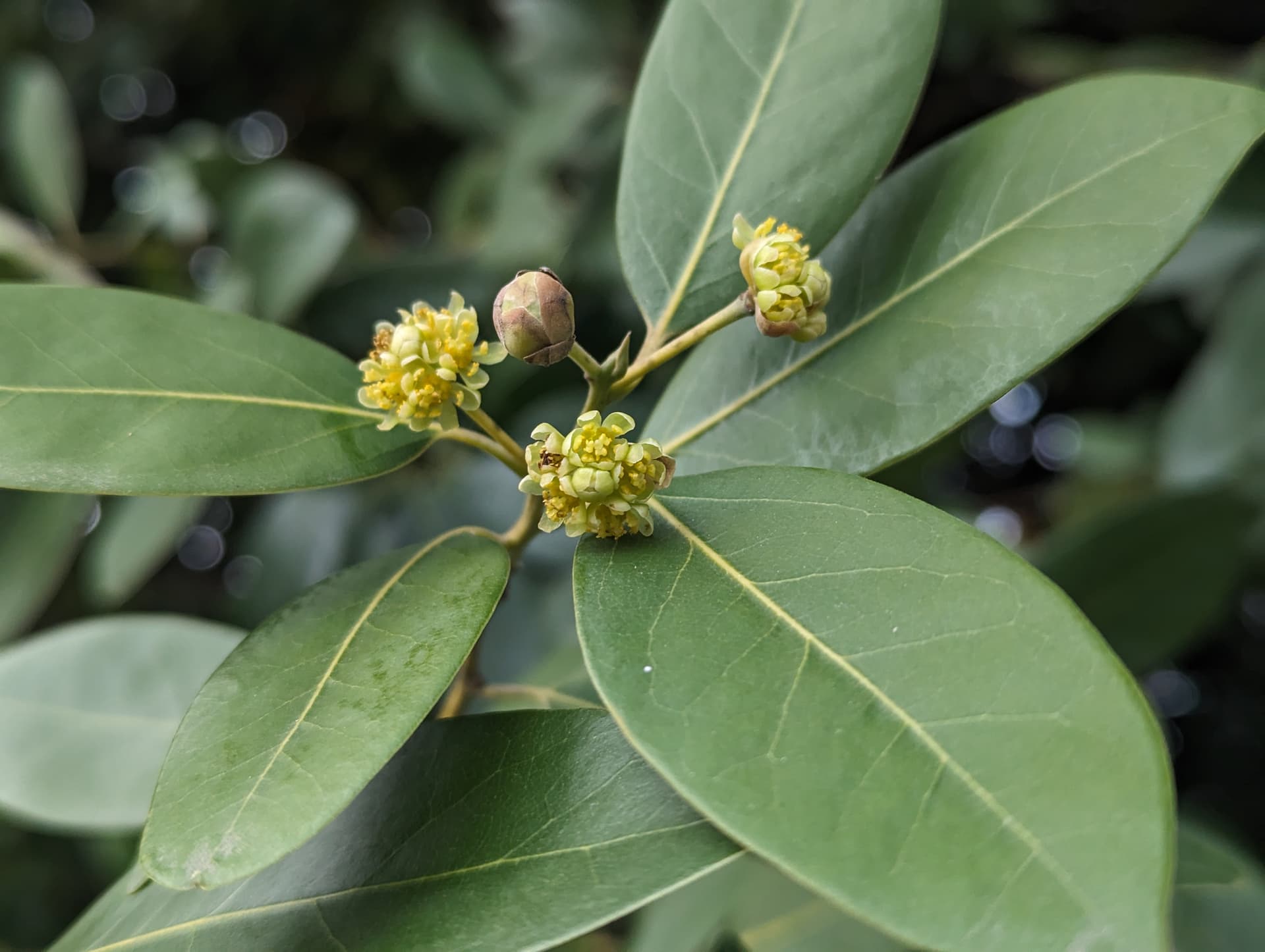 Bay Nuts (Umbellularia californica) - General Fruit Growing - Growing Fruit