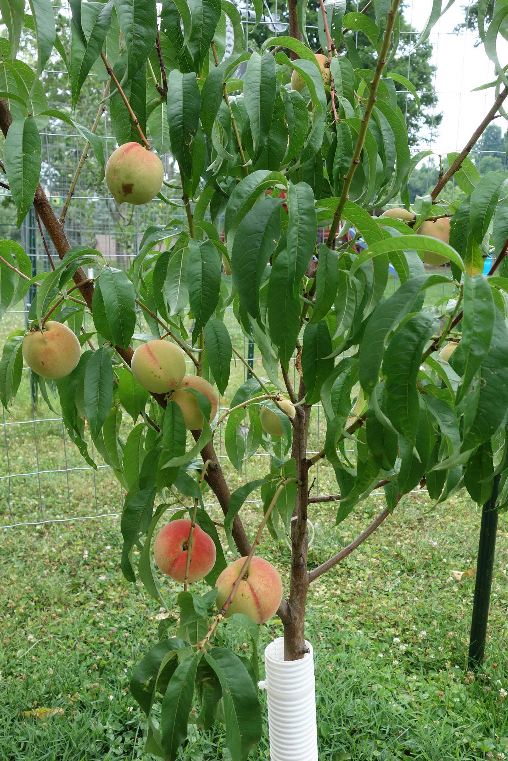 Is there a photo source to determine approximate age of new trees? - General Fruit Growing ...