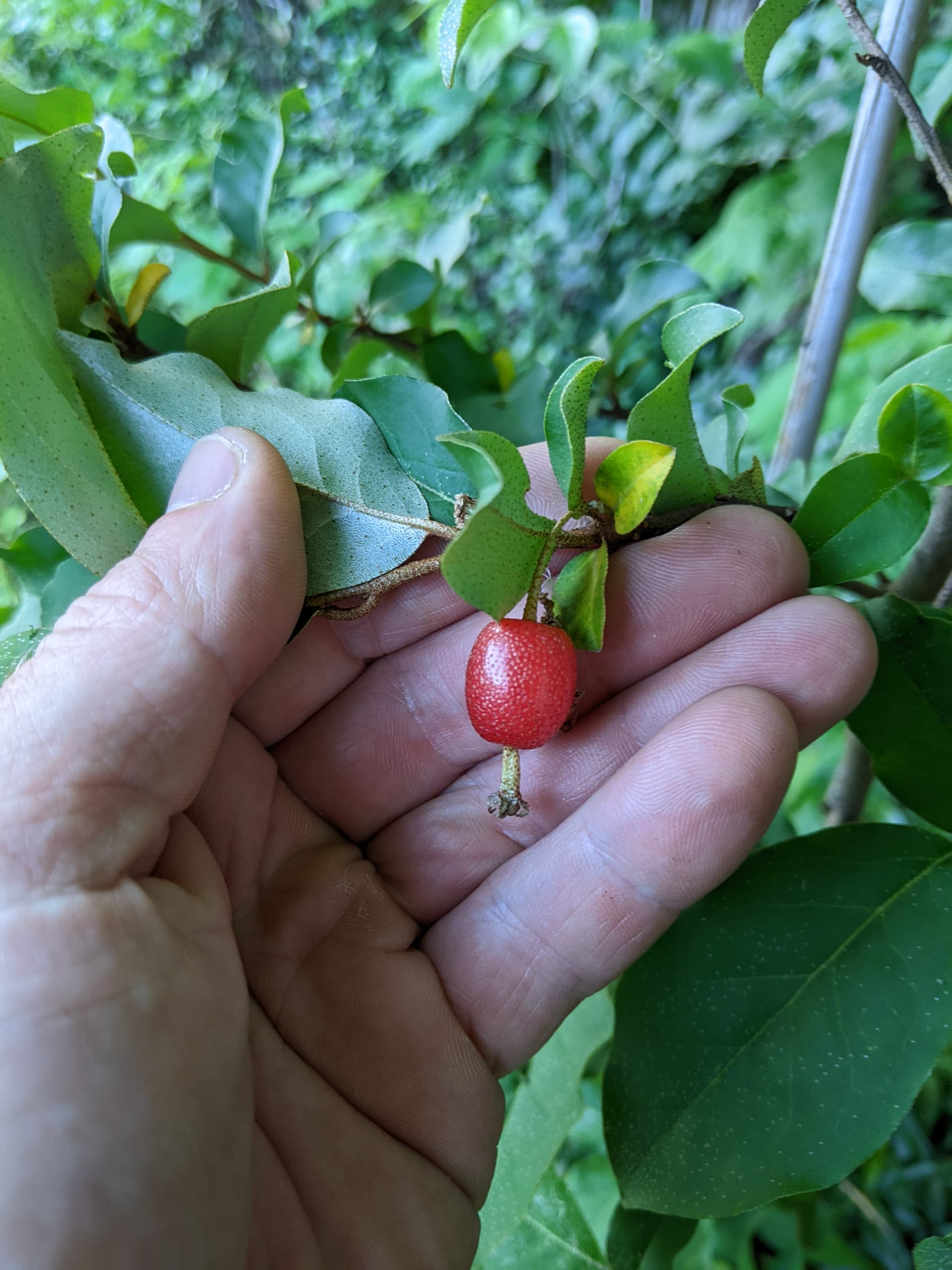 Goumi fruit - Page 13 - General Fruit Growing - Growing Fruit