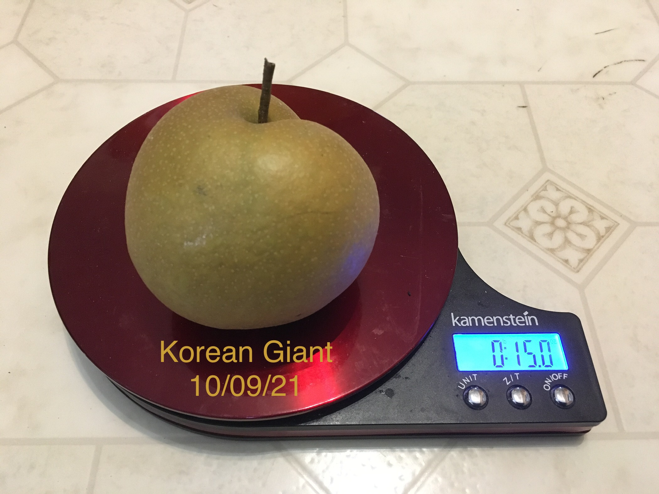 Old video of Korean Giant - General Fruit Growing - Growing Fruit
