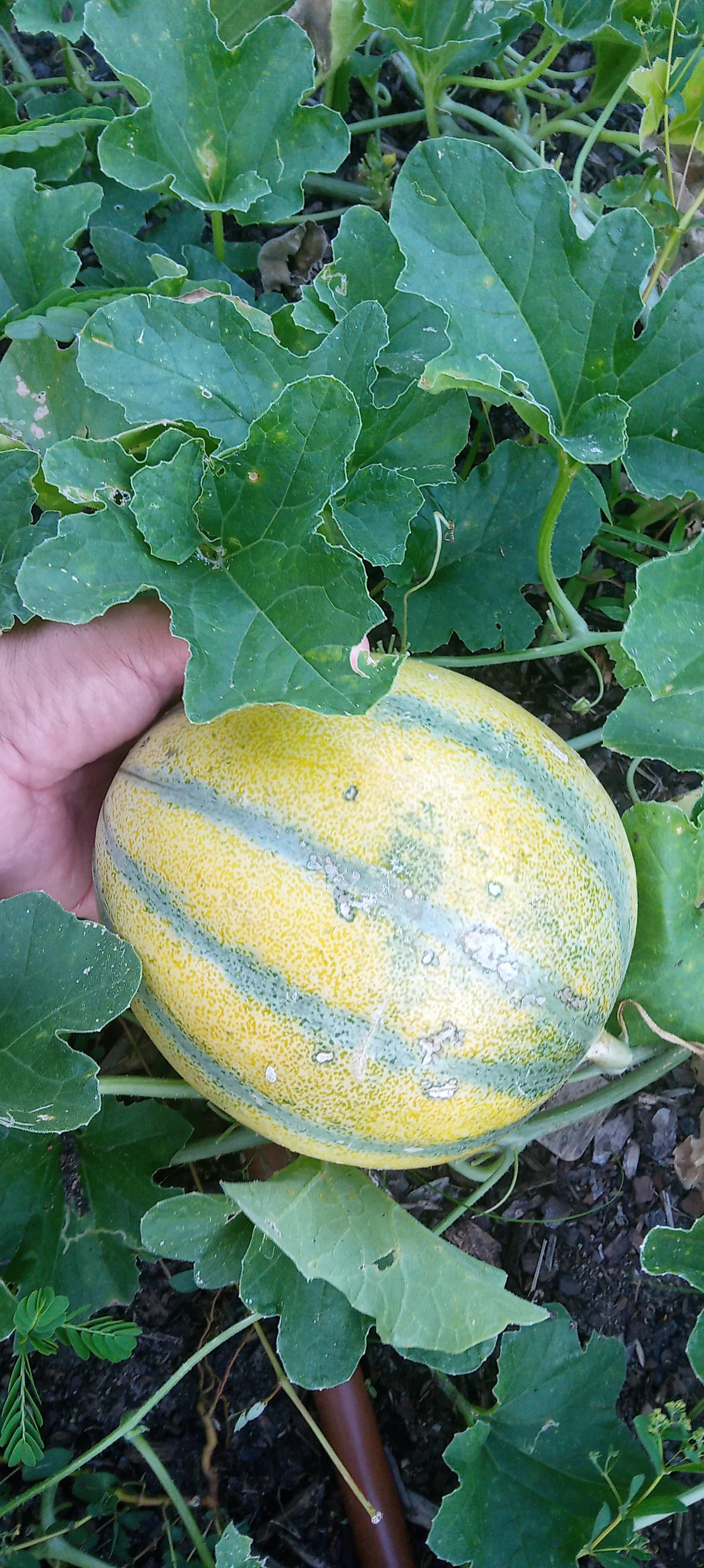 How to tell a watermelon is ripe - General Fruit Growing - Growing Fruit