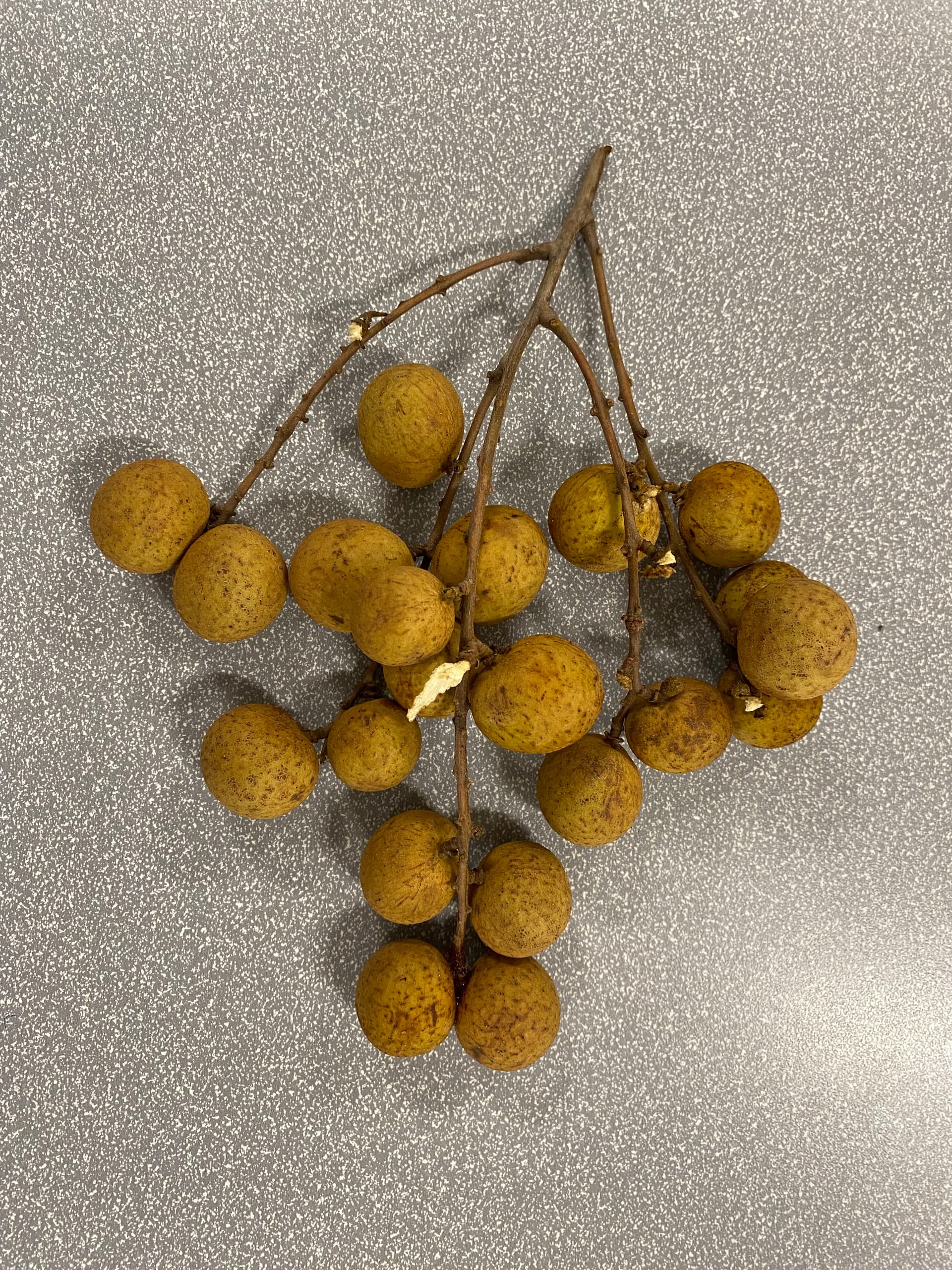 brown lychee type fruit