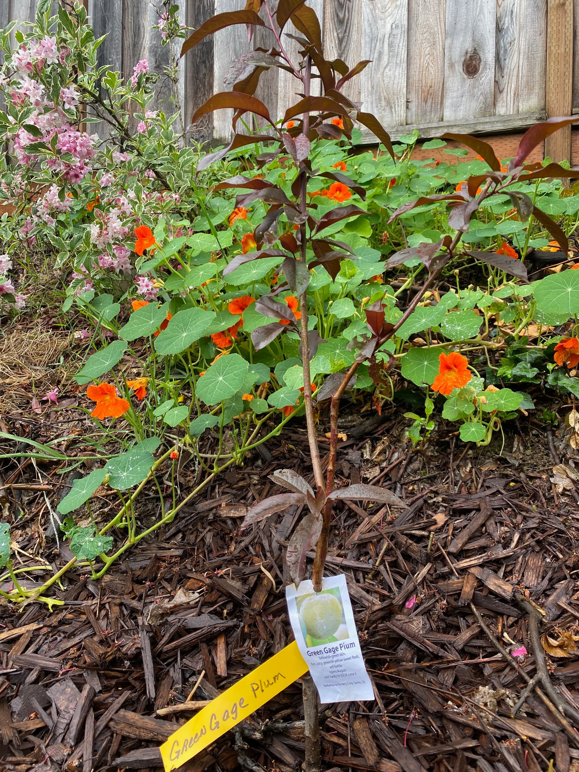 Red Leaves on Green Gage Plum? - General Fruit Growing - Growing Fruit