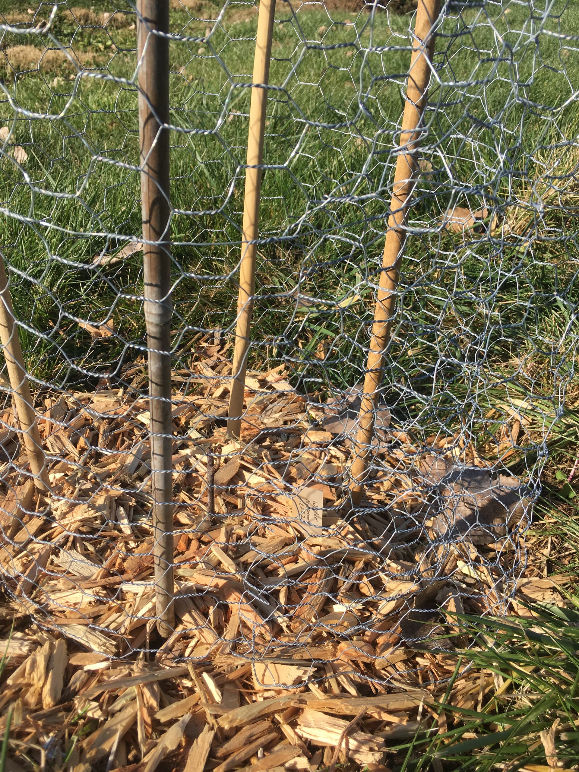 No Spray / Low Spray Orchard: Pears, Persimmons, Pawpaws - Page 2 ...