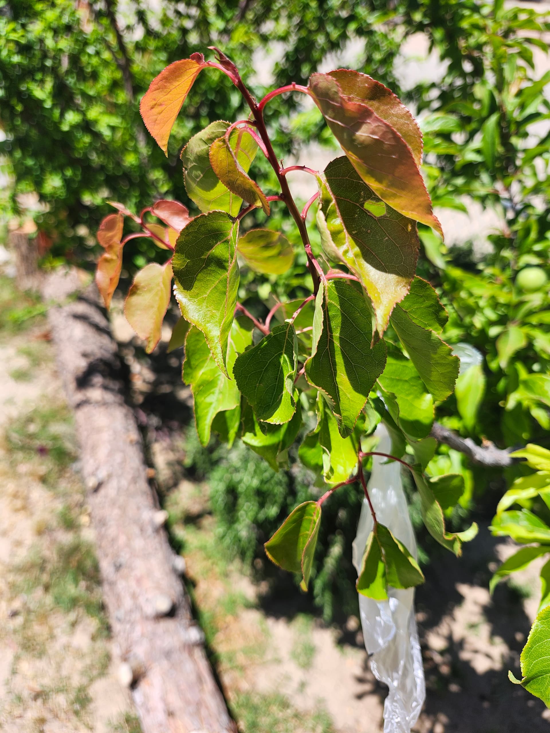 Grafting apricot onto Pluots - General Fruit Growing - Growing Fruit