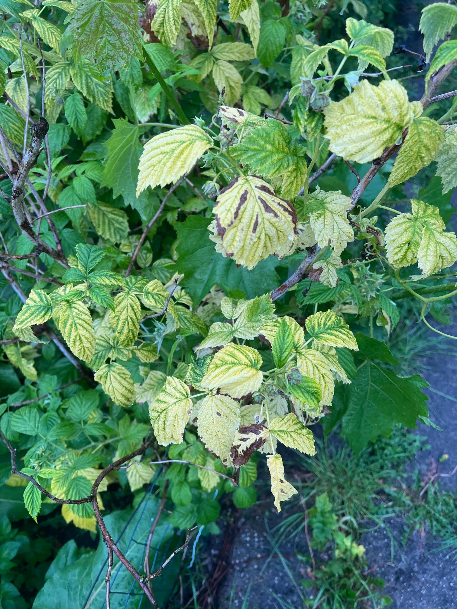 Raspberry / Rubus Virus RBDV - General Fruit Growing - Growing Fruit