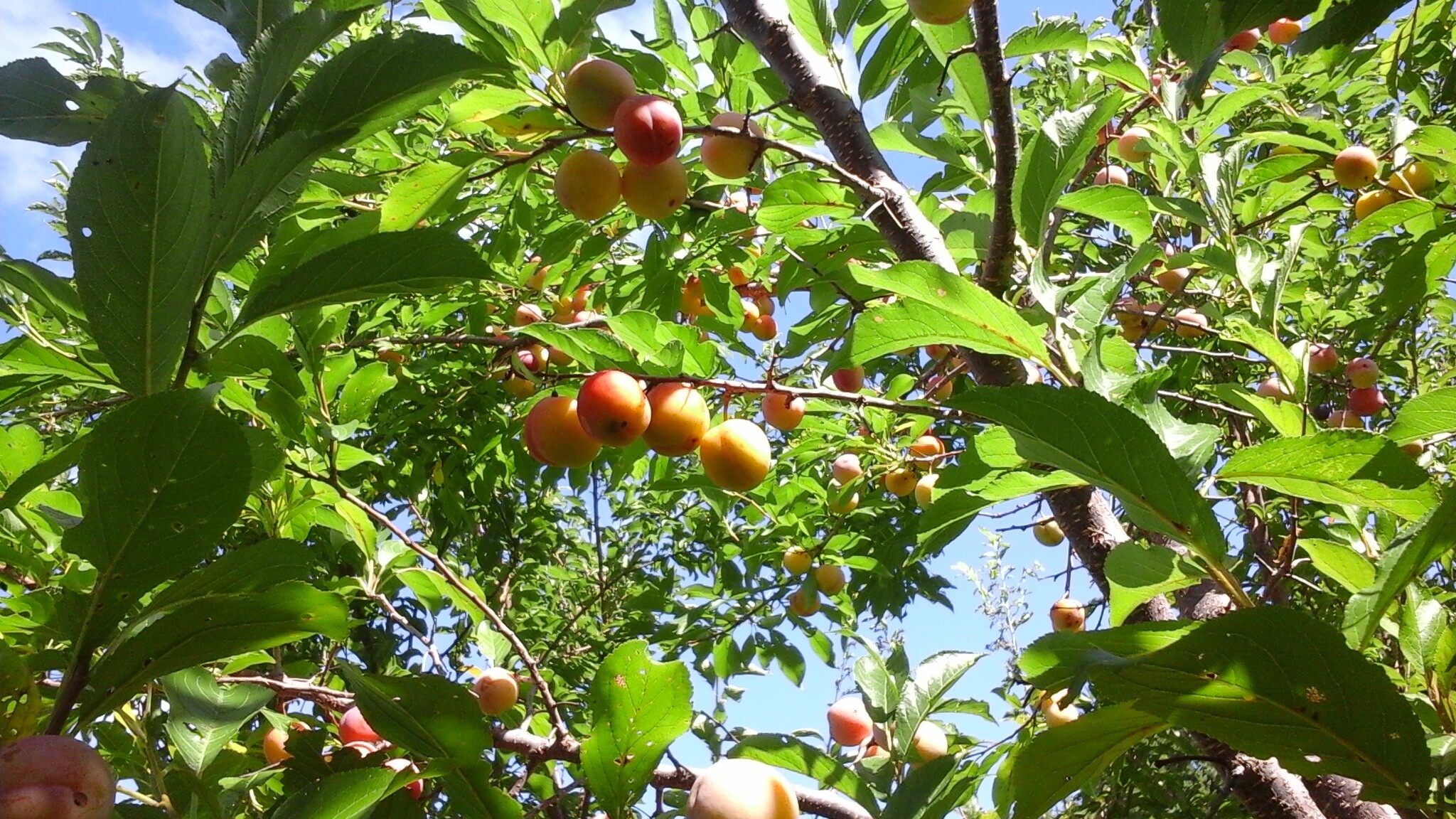 Toka-bubblegum plum - General Fruit Growing - Growing Fruit