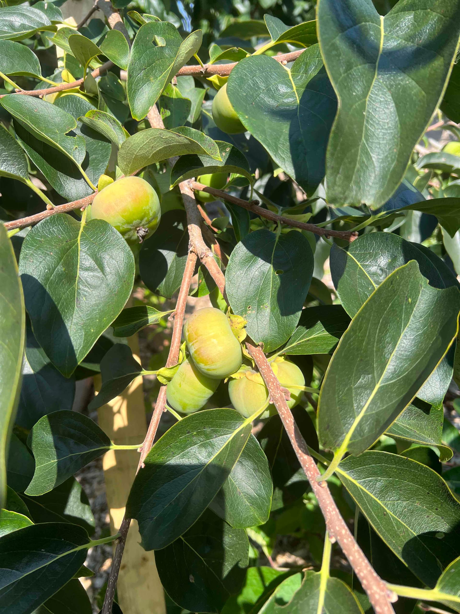 Prok and Yates American persimmons - Page 12 - General Fruit Growing ...