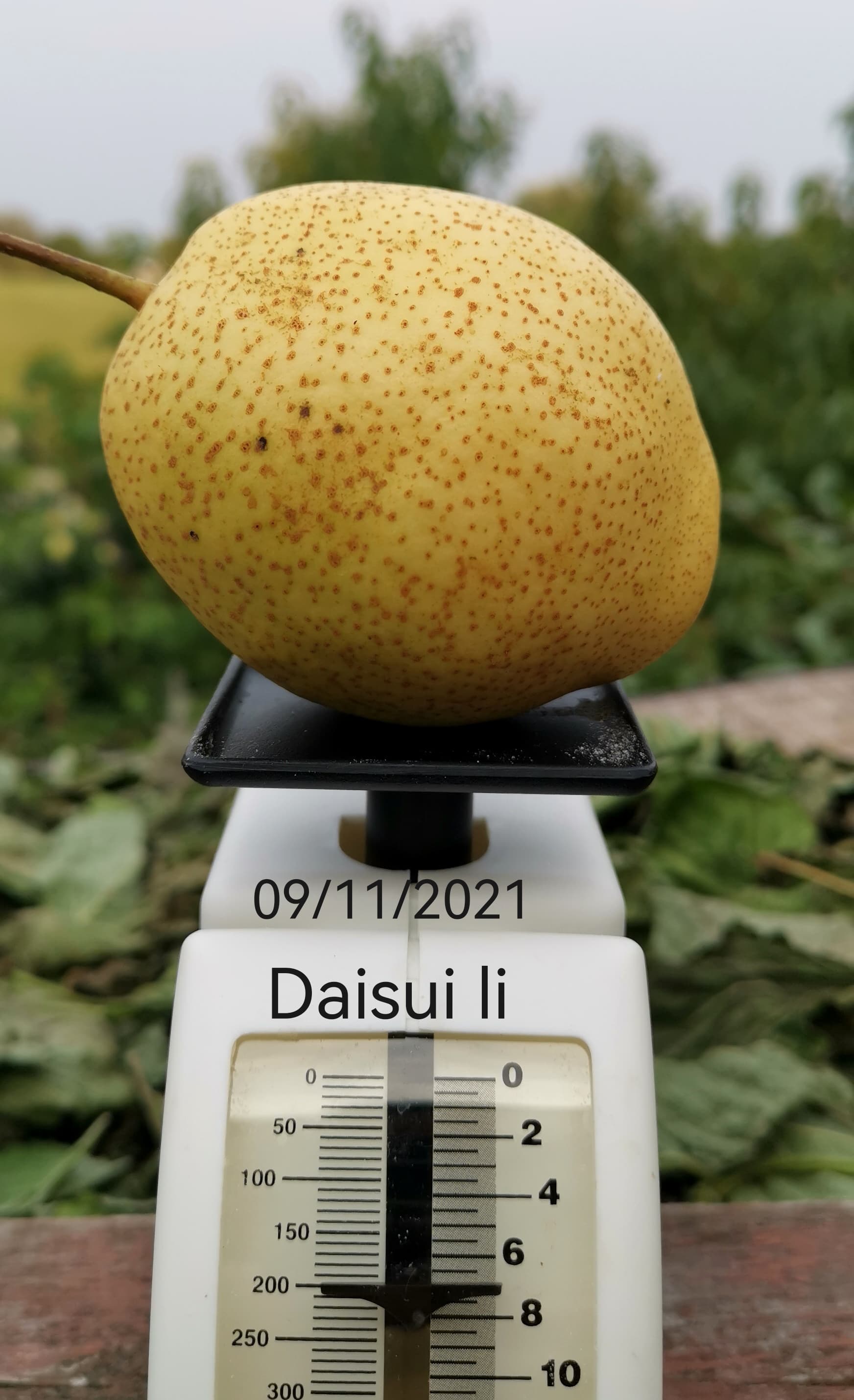 The best Asian Pears - Page 27 - General Fruit Growing - Growing Fruit