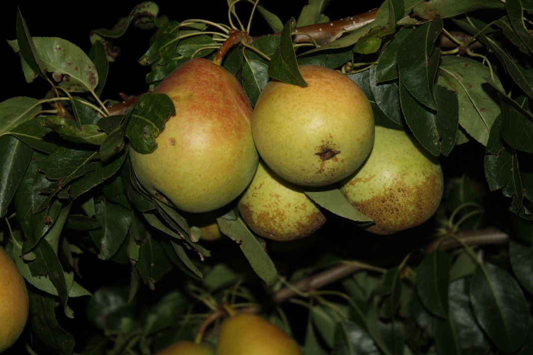 Varieties Of Pears Of Early Ripening - General Fruit Growing - Growing ...