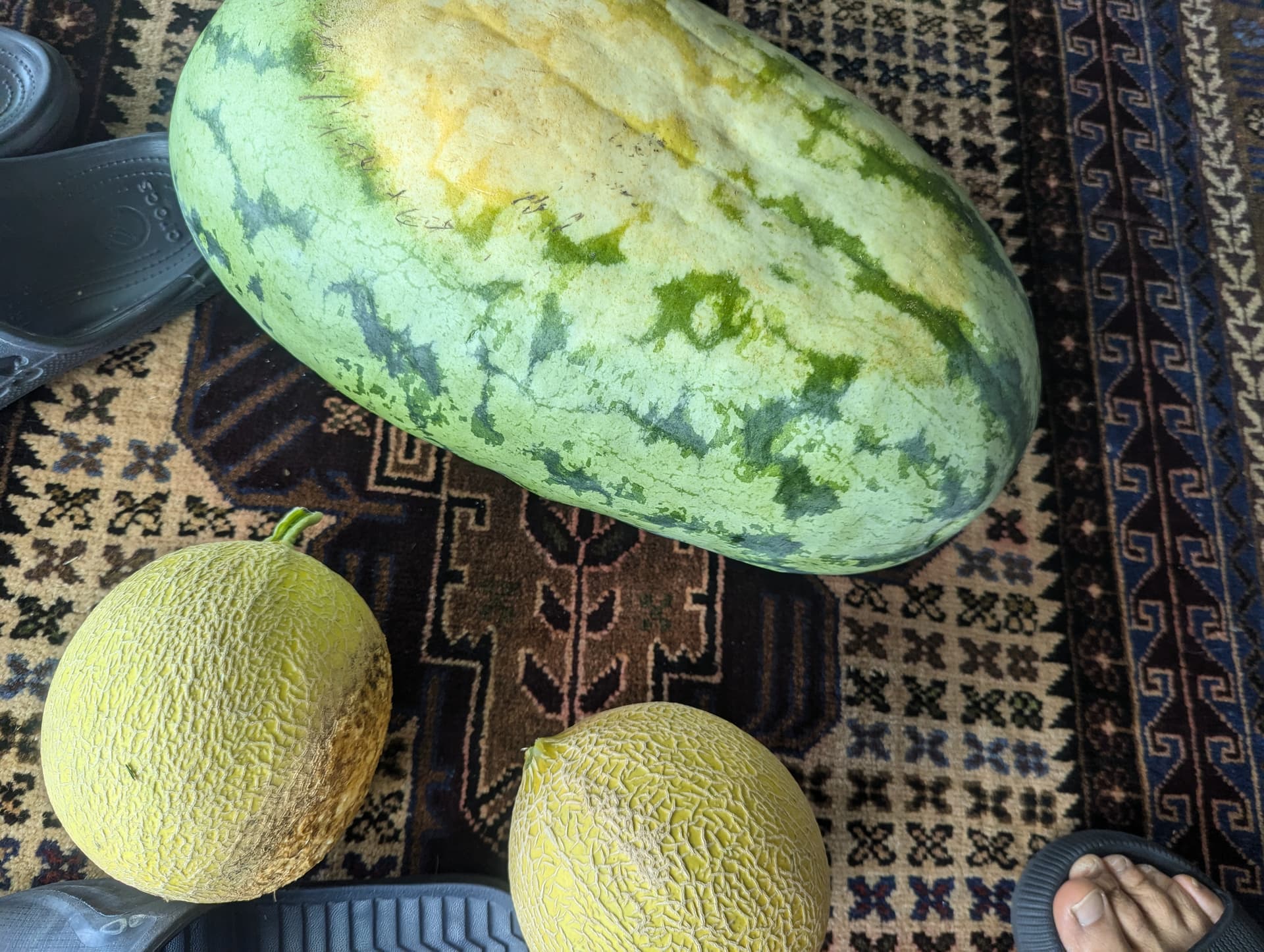 First Orange glo watermelon harvest - General Fruit Growing - Growing Fruit