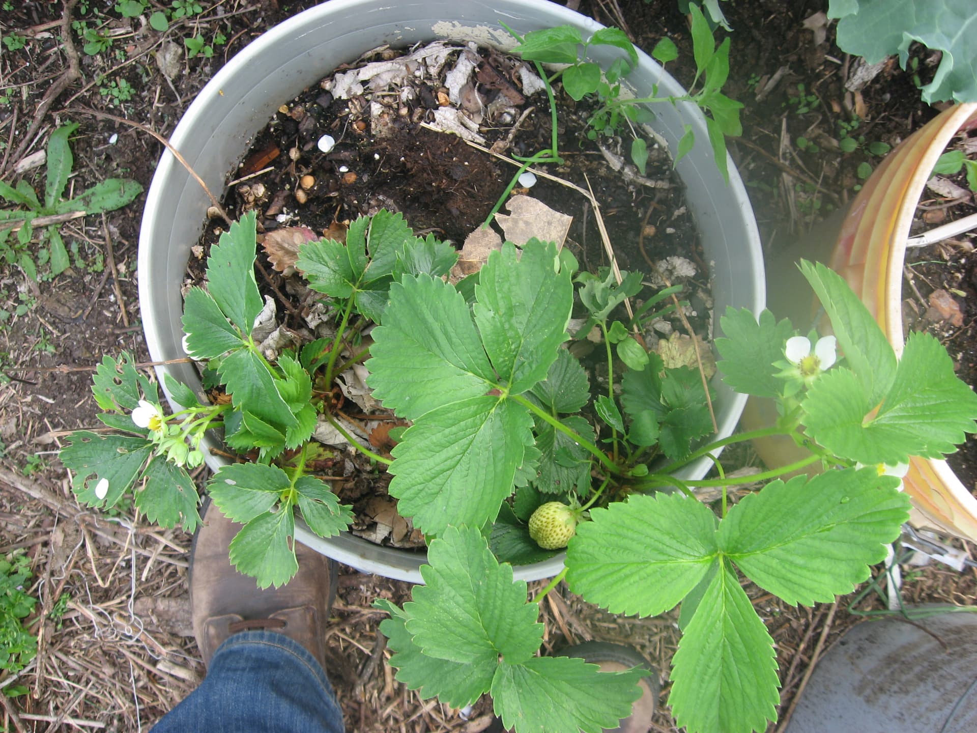 Help with disease/malnutrition in pluots/plums - General Fruit Growing ...
