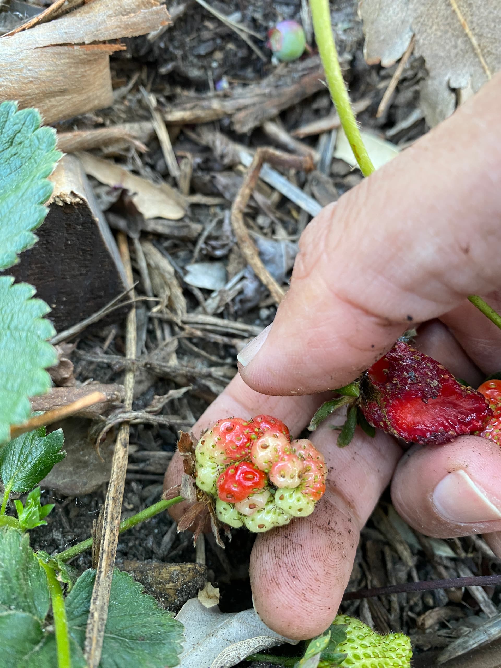 Weird Strawberry shapes - General Fruit Growing - Growing Fruit