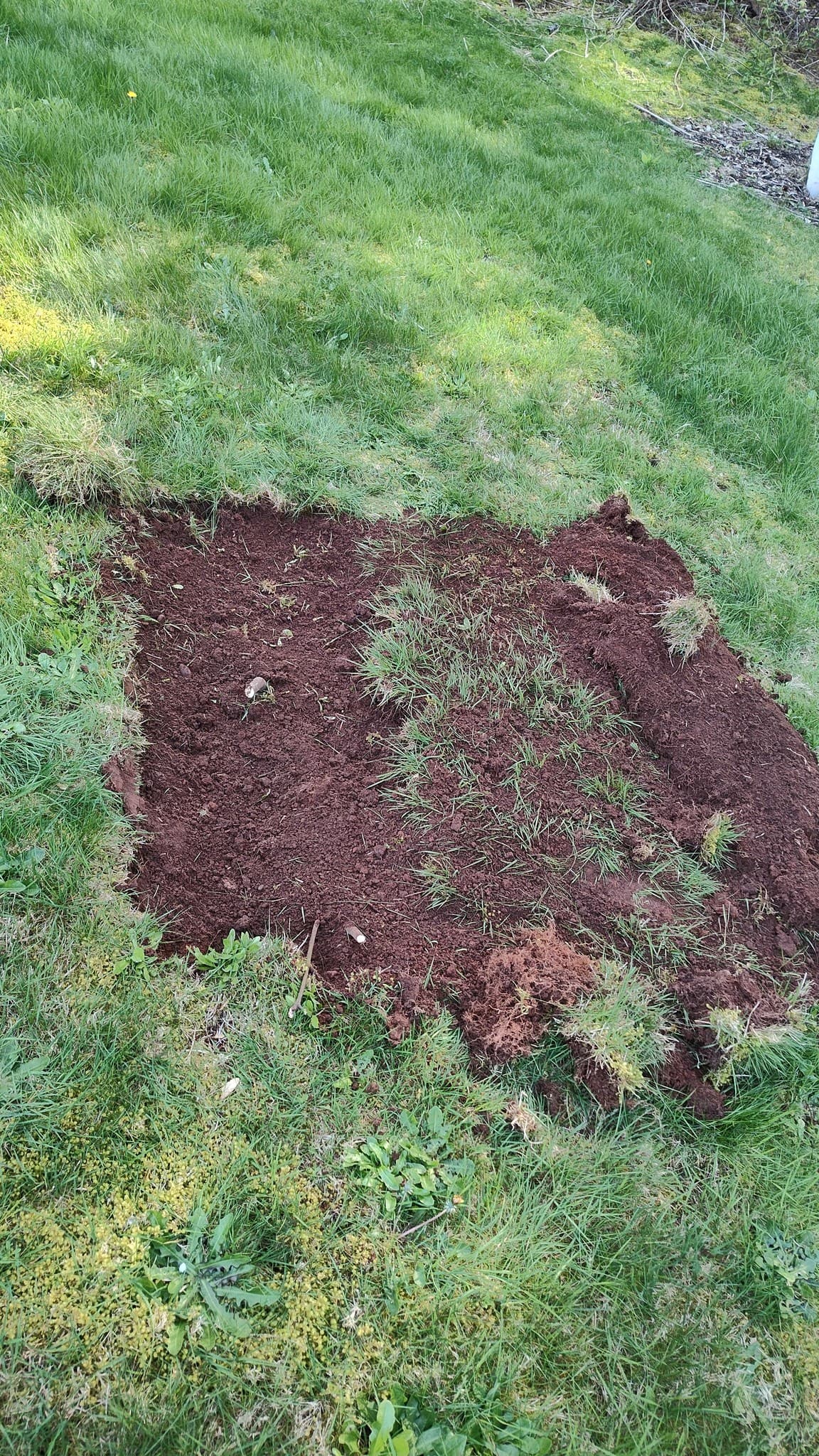 Fig log cutting - General Fruit Growing - Growing Fruit