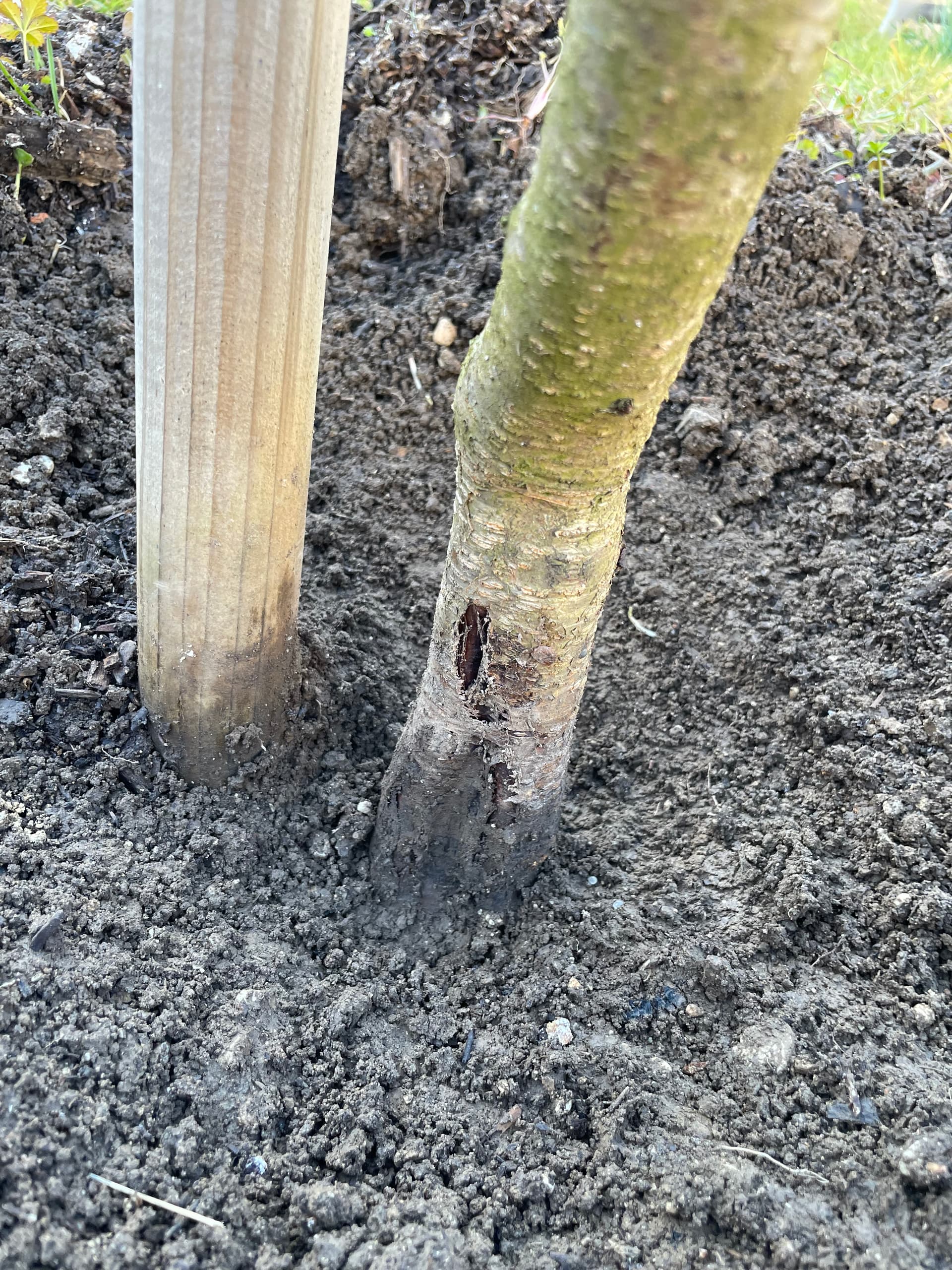 Peach tree rootstock bark disease? - General Fruit Growing - Growing Fruit
